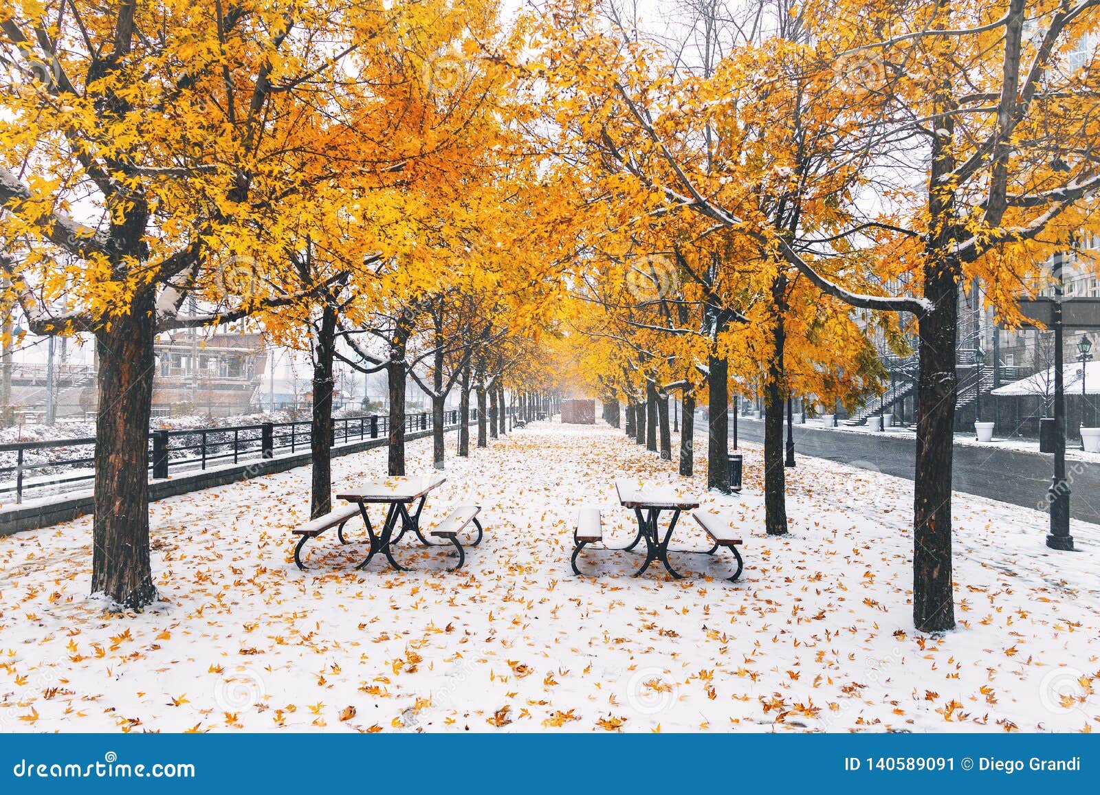 Walkway on the First Snow with Yellow Leaves Falling of Trees ...