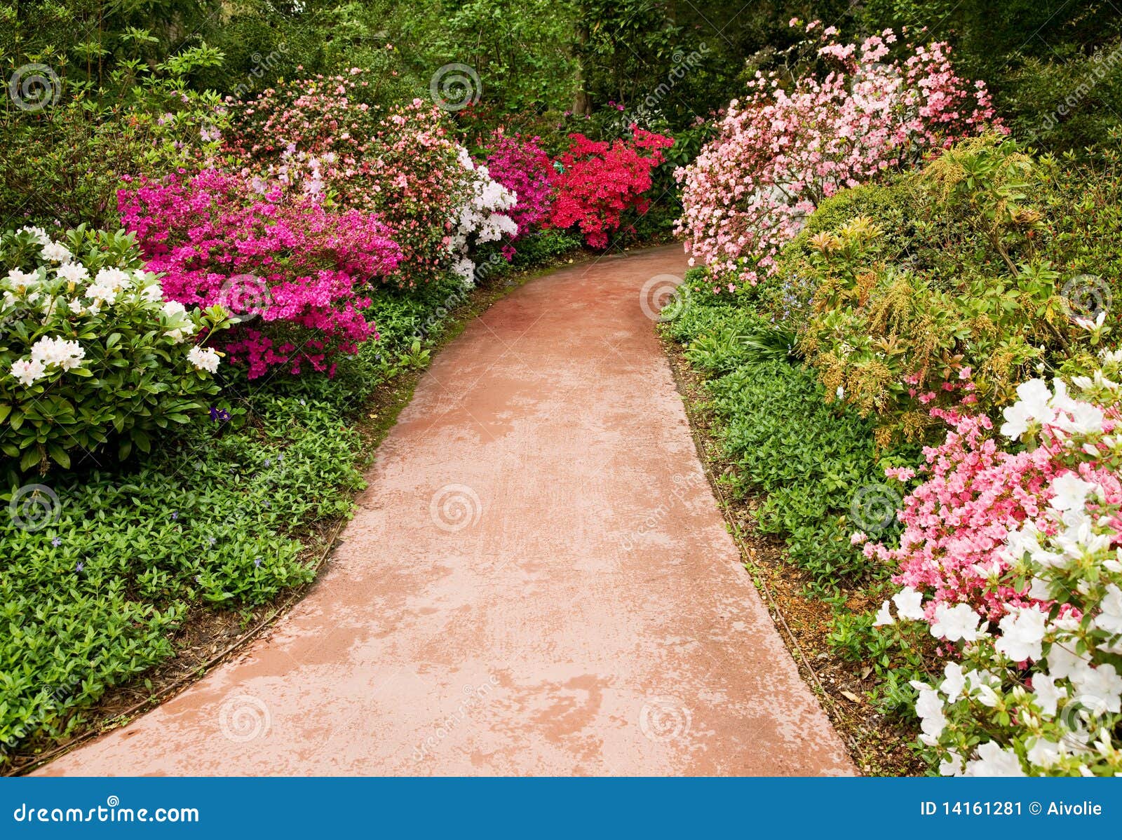 Walkway through Flower Garden Stock Image - Image of growing, leaves ...
