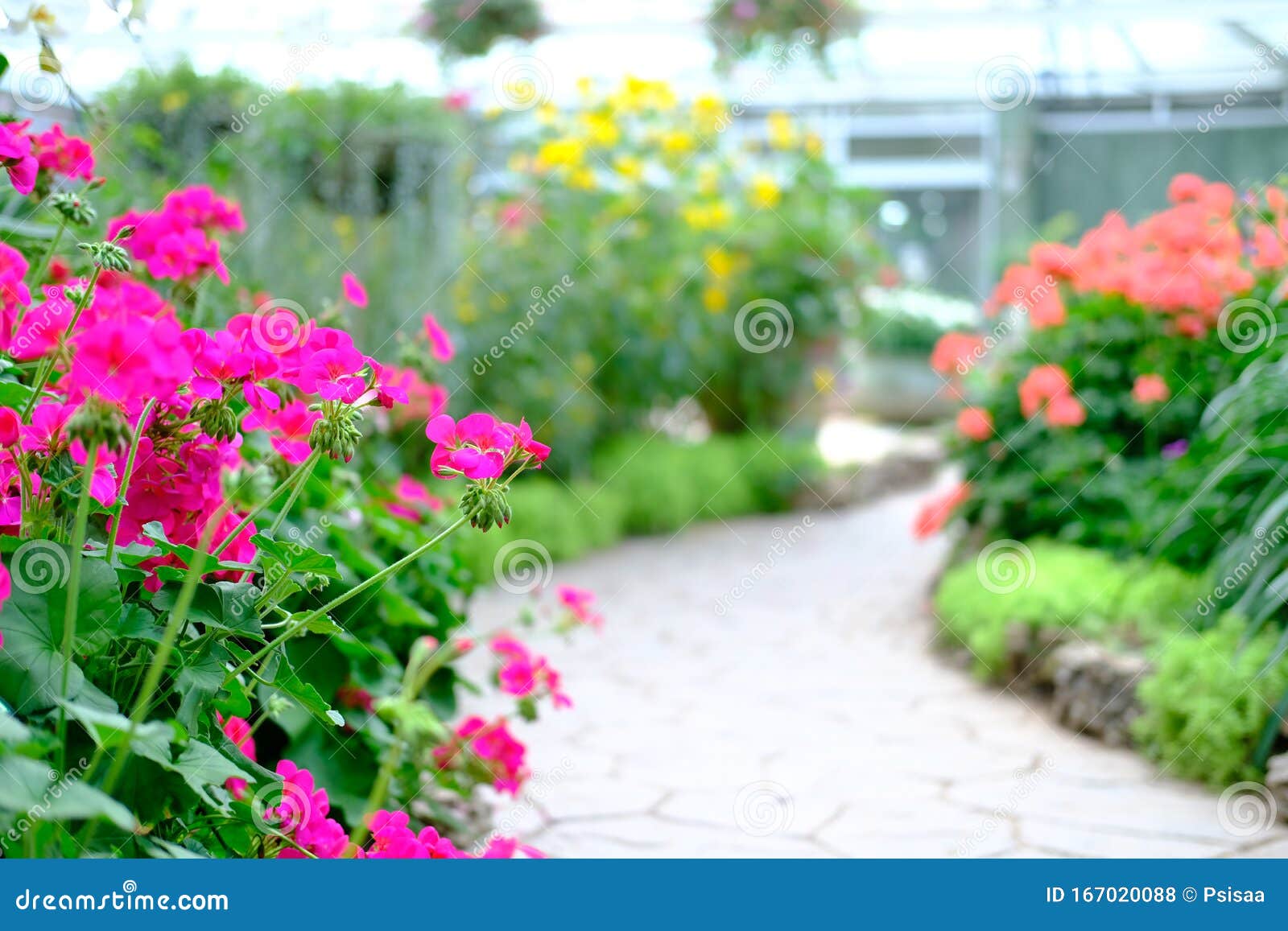 Walkway in Flower Garden Park Stock Photo - Image of natural, blooming ...