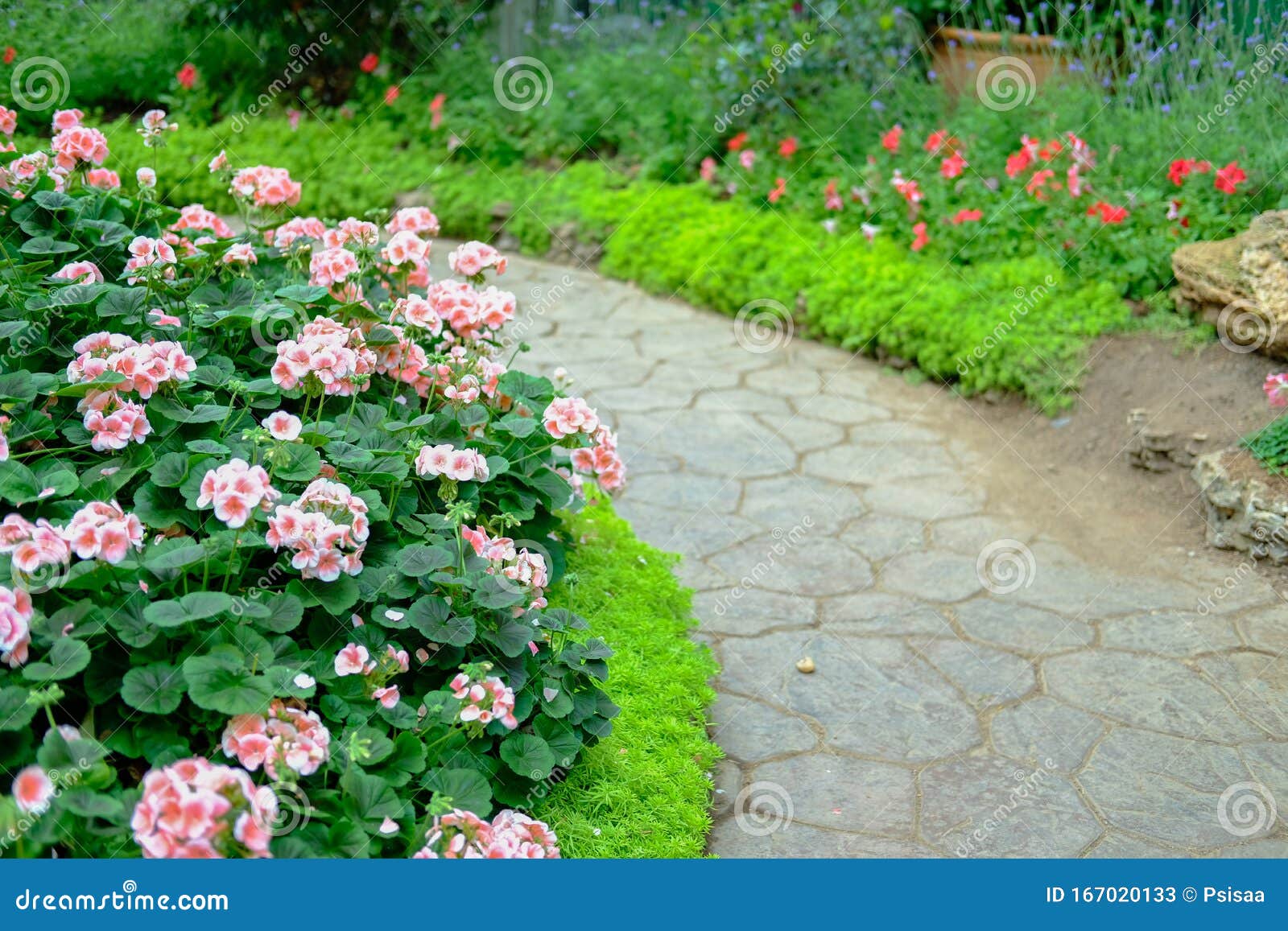 Walkway in Flower Garden Park Stock Image - Image of park, botany ...