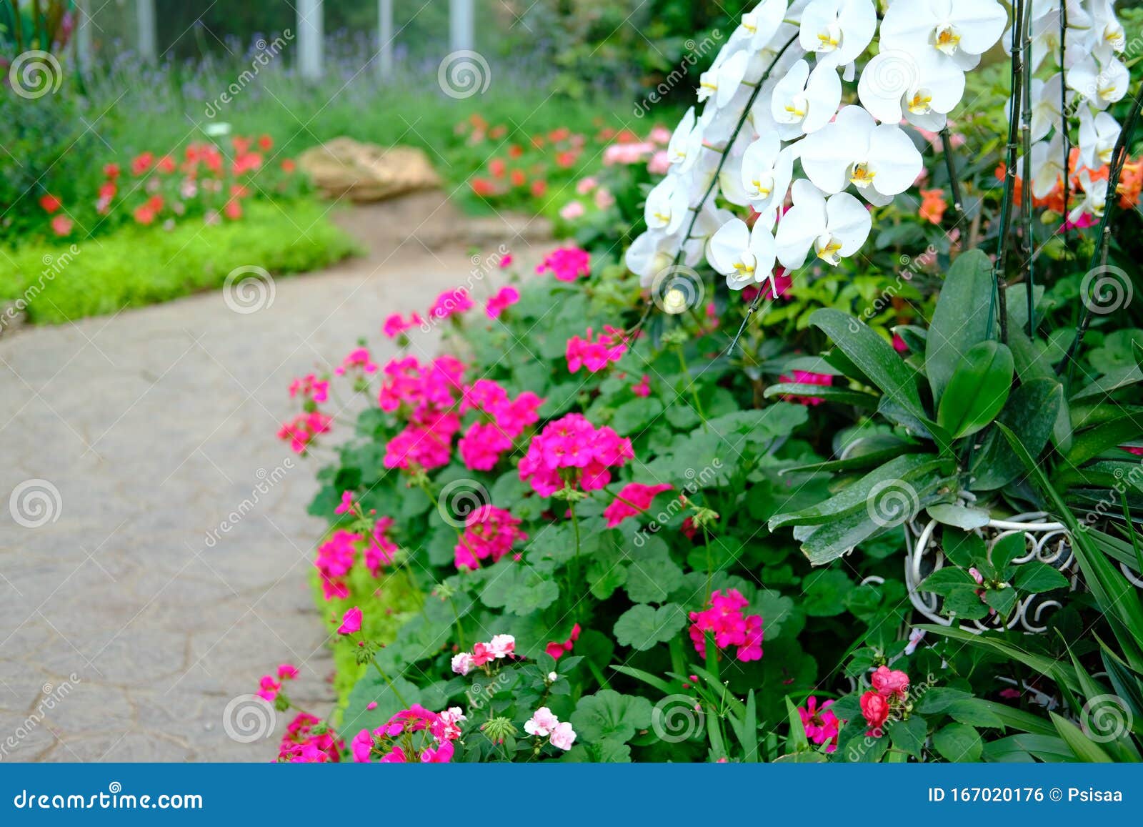 Walkway in Flower Garden Park Stock Photo - Image of pathway, blossom ...