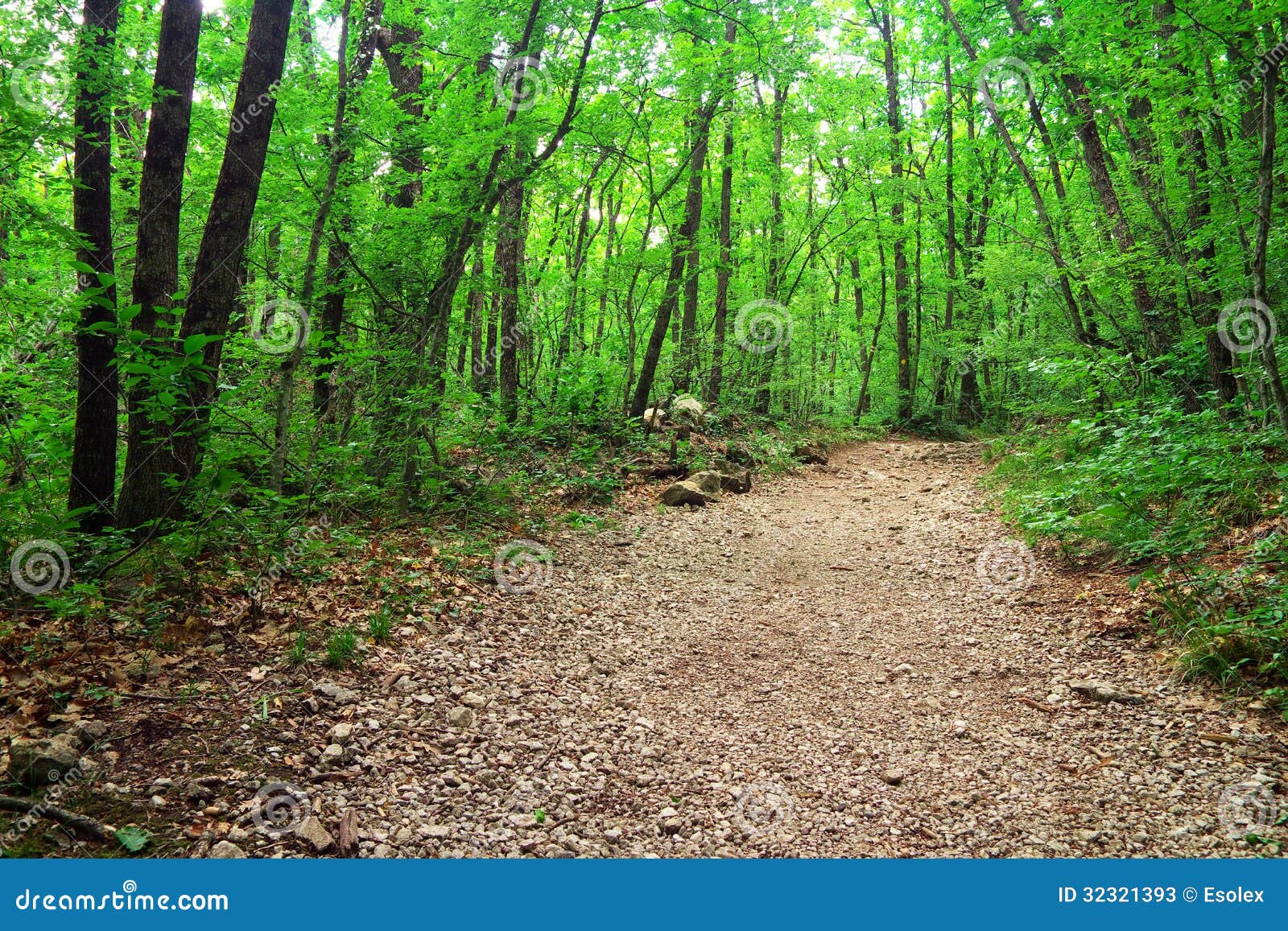 Walkway in the forest stock image. Image of road, location - 32321393