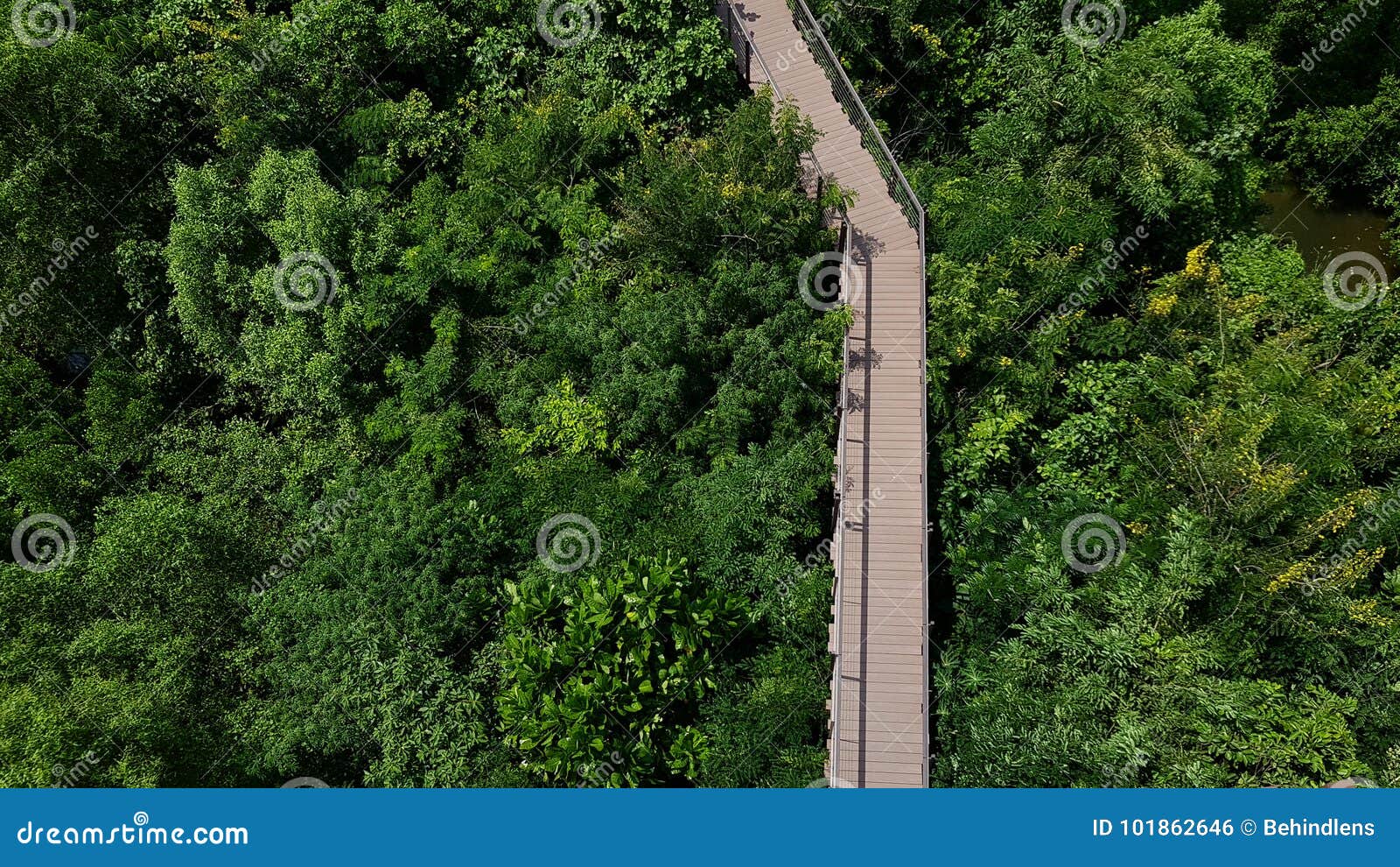Walkway in the Forest on Bird Eye View Stock Photo - Image of park ...