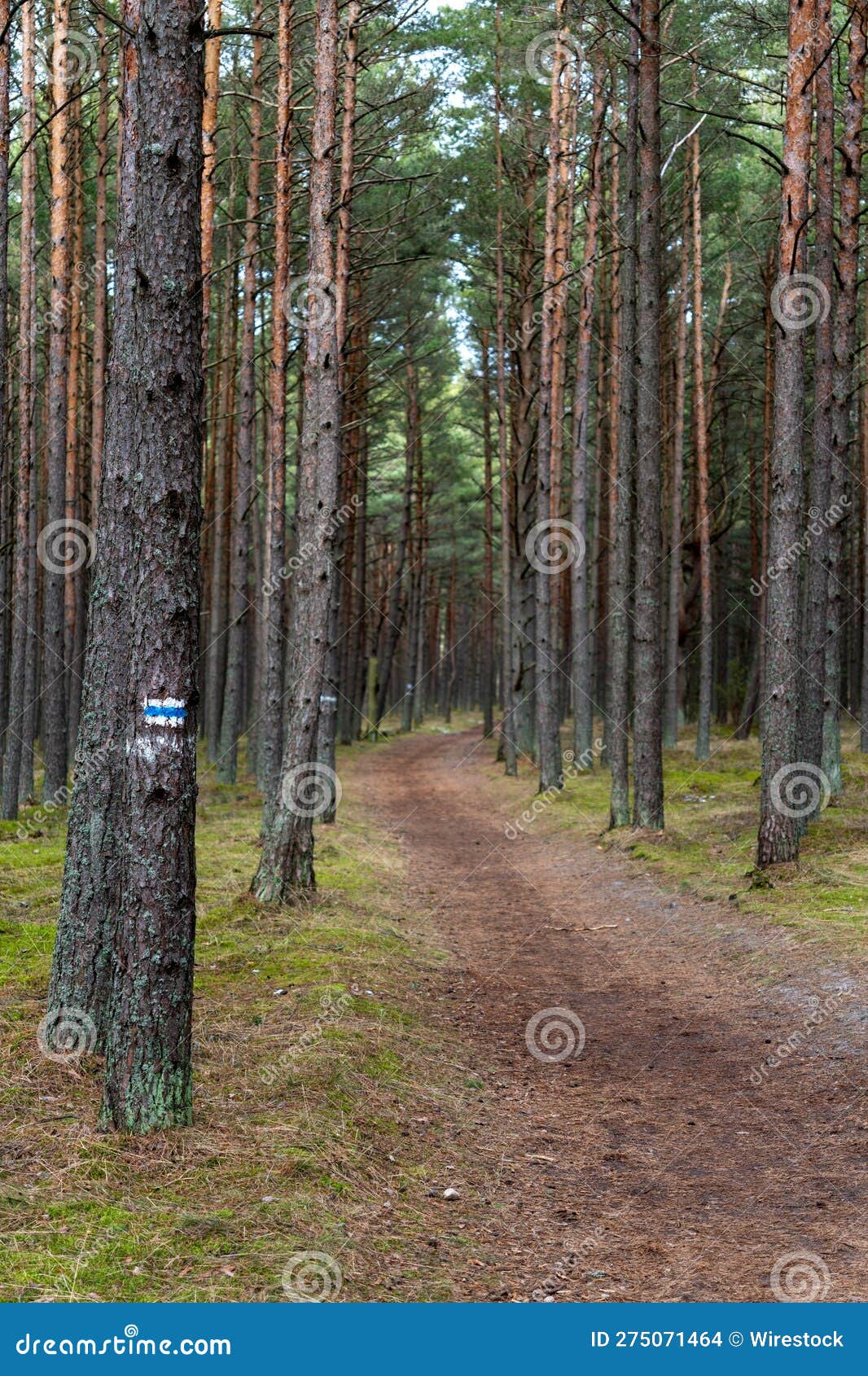 Walkway in a Forest Covered in Greenery in the Daylight Stock Photo - Image of wallpaper, ground ...