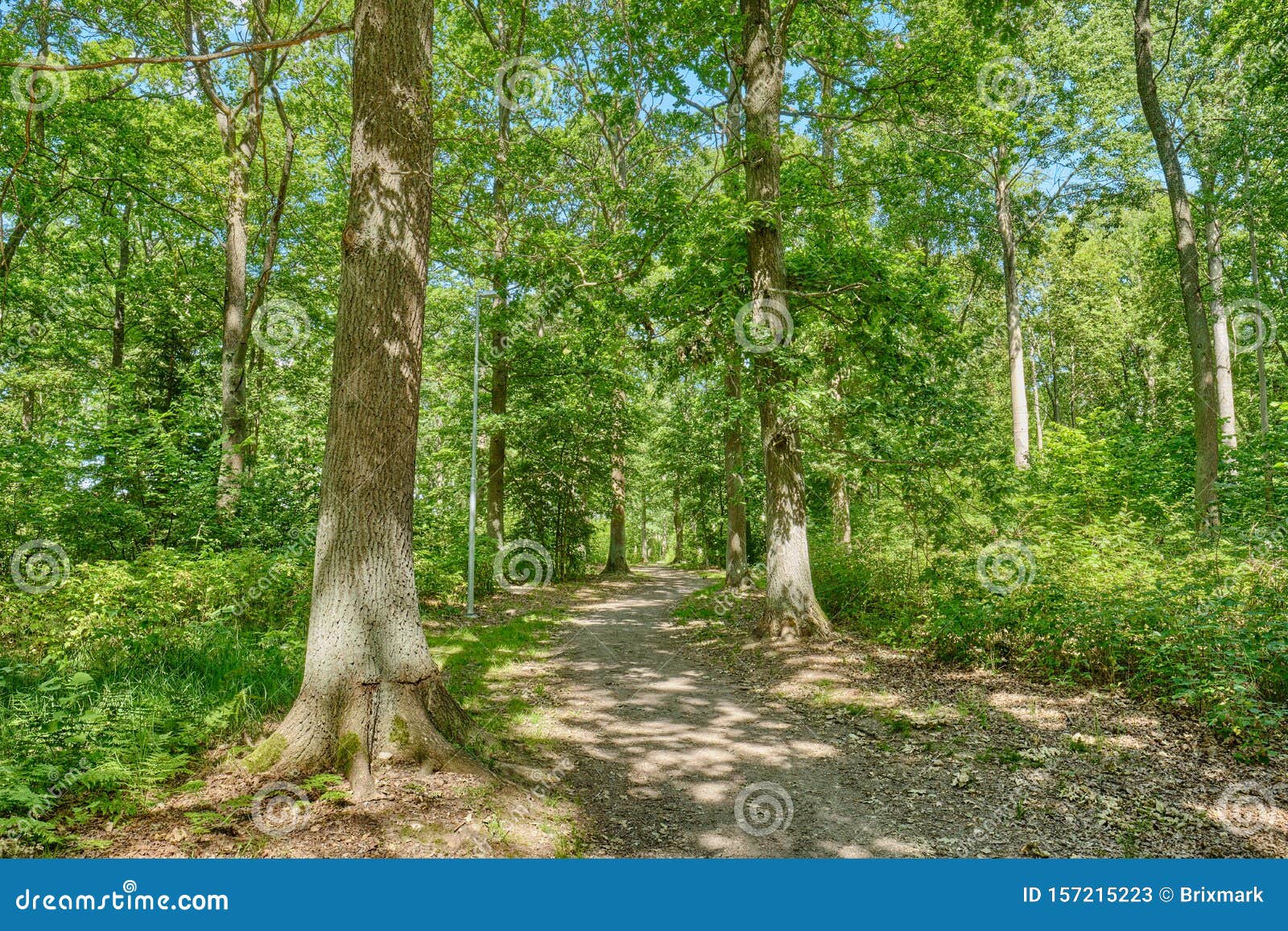 A Walkway through the Forest Horizontal Stock Image - Image of lamp ...