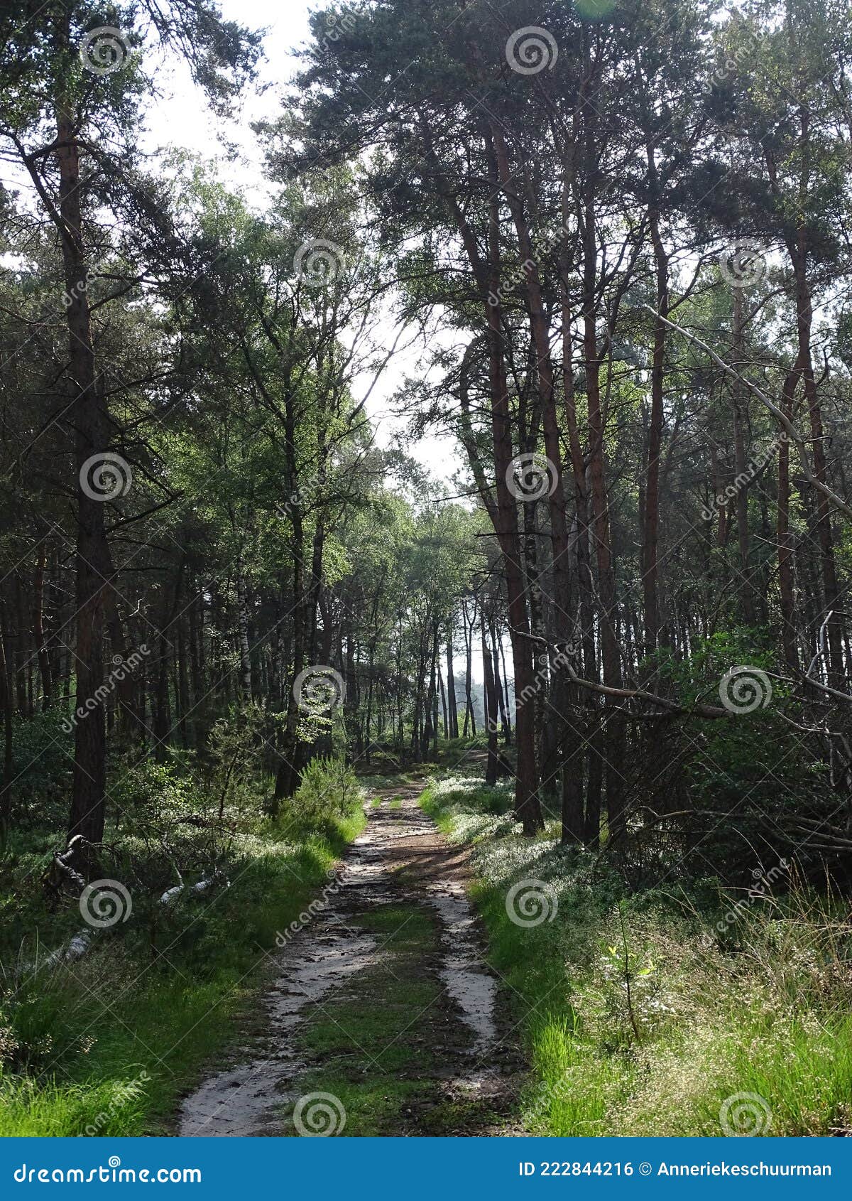 A Walkway through a Forest with Pine Trees Stock Photo - Image of ...