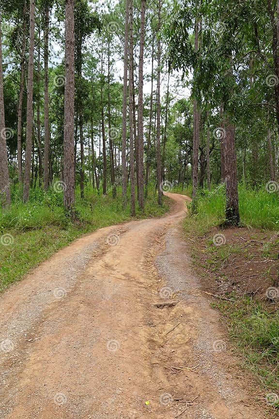Walkway into the forest stock photo. Image of leaves - 39544514