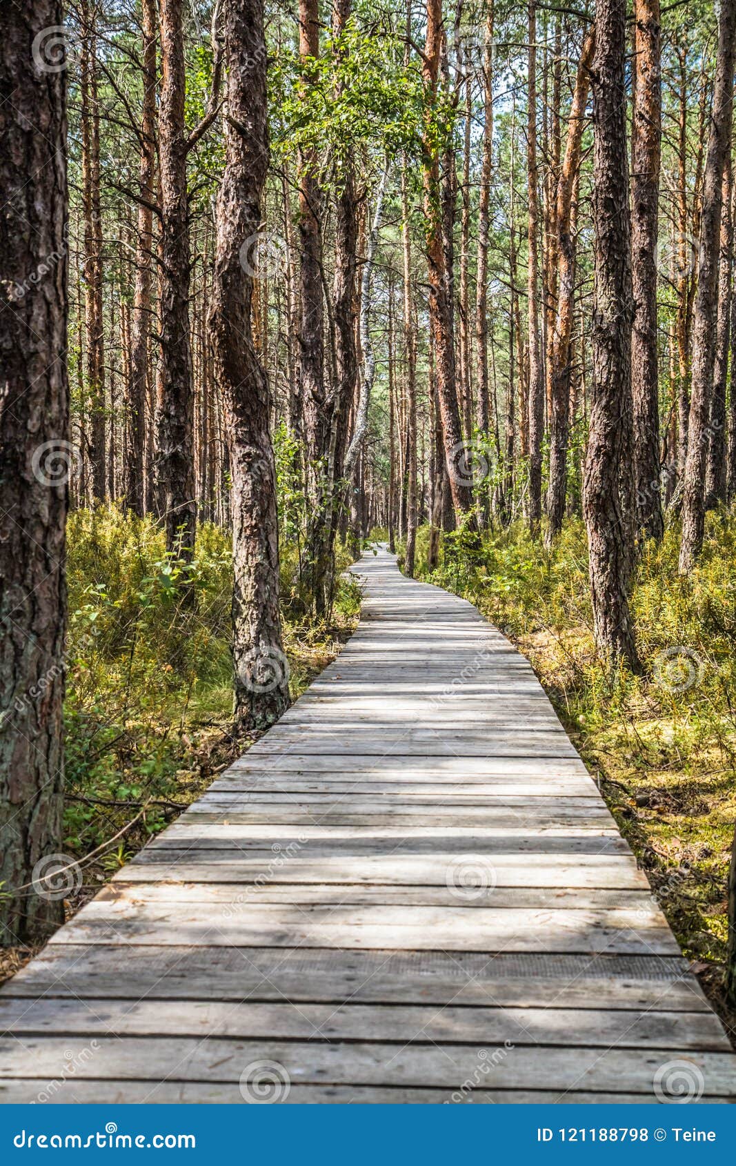 Walkway in a forest stock photo. Image of green, forest - 121188798