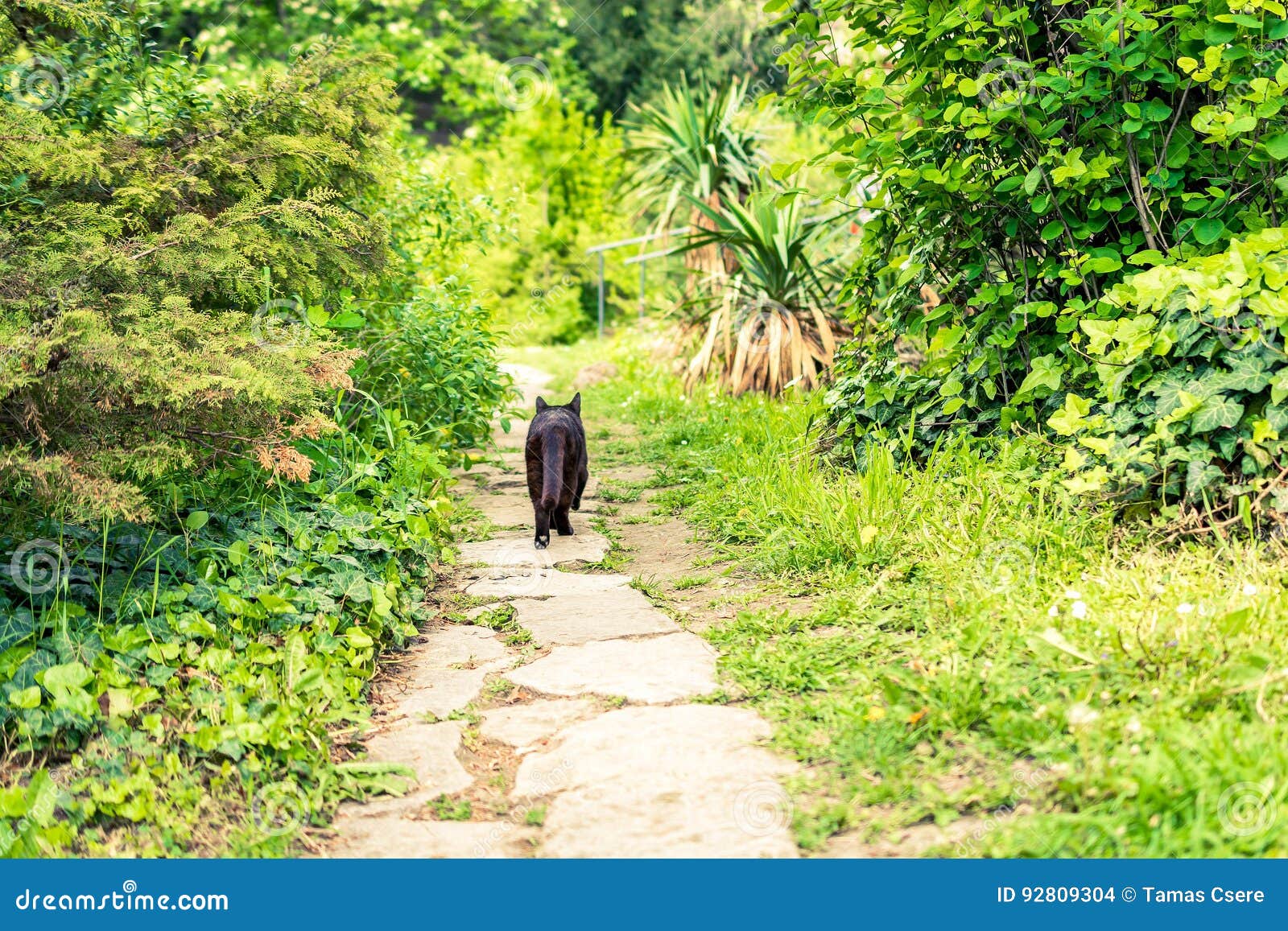Walkway in the Garden with Cat Walks Along Stock Photo - Image of ...