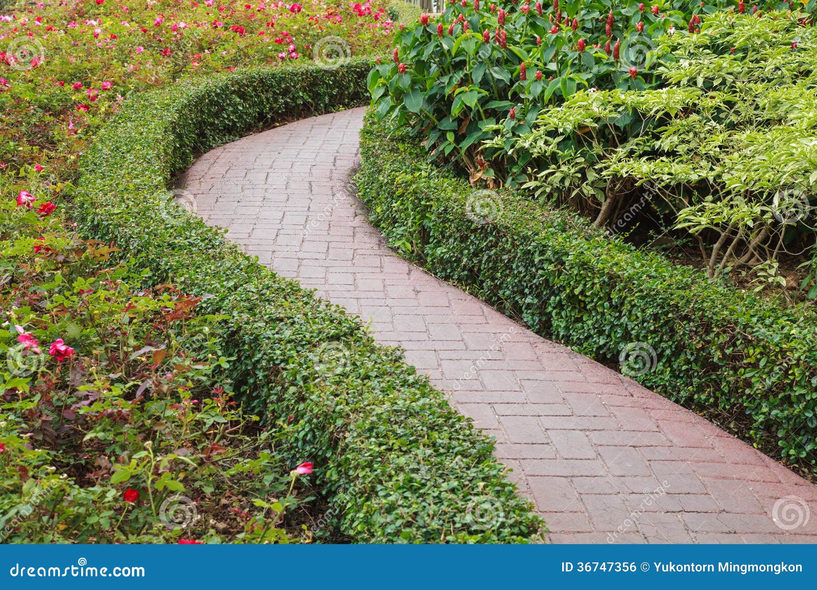 Walkway in the garden stock photo. Image of plant, landscape - 36747356