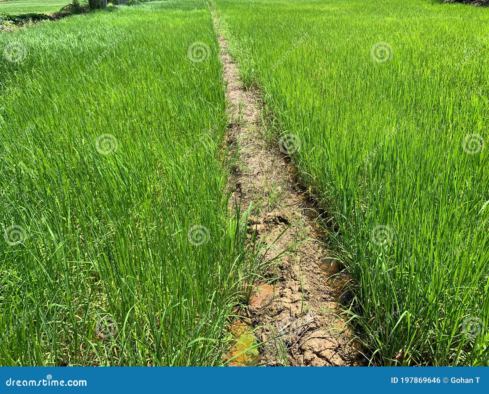 A Walkway on a Green Organic Field Stock Photo - Image of meadow ...