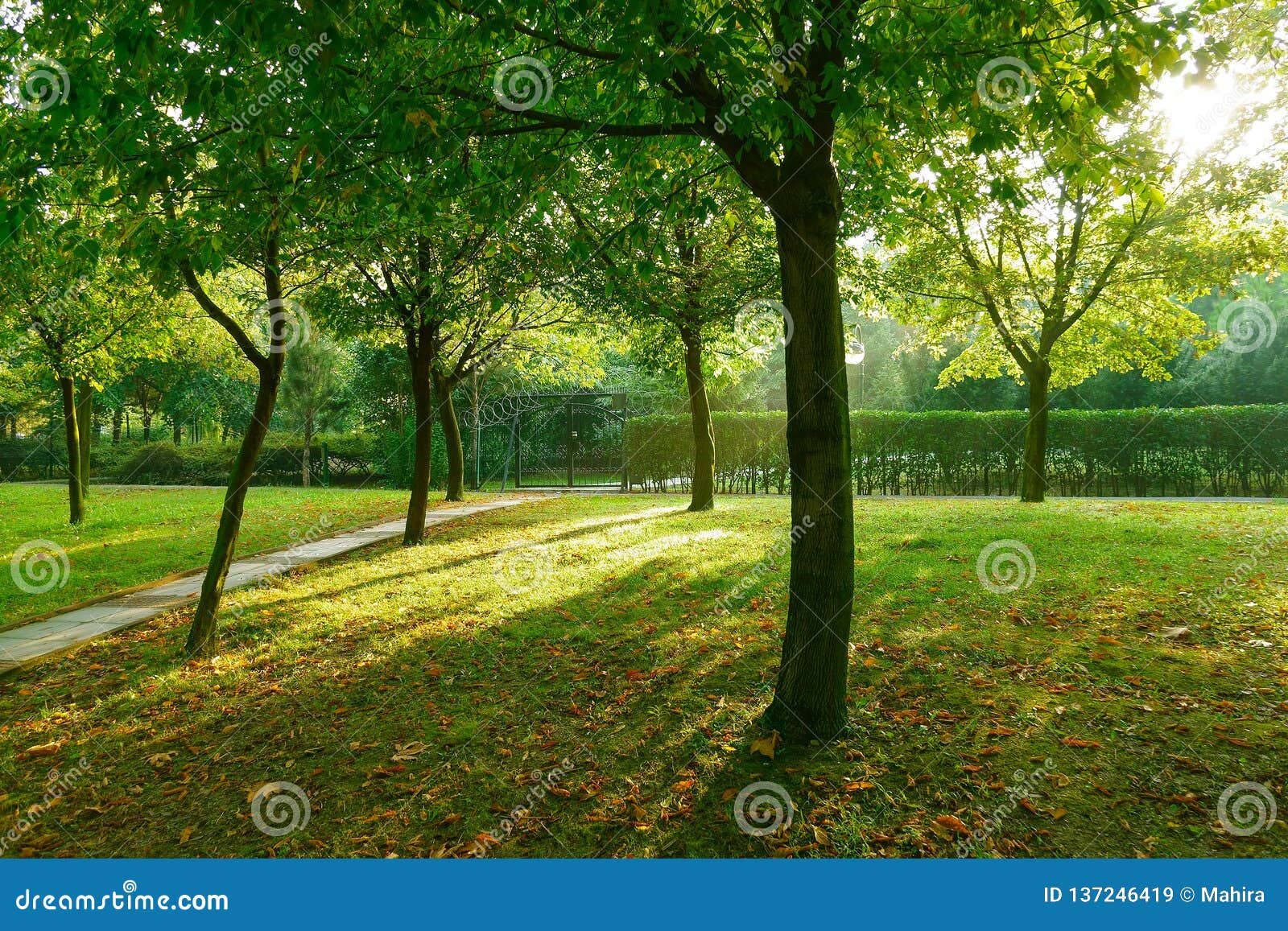 Walkway among the Green Trees Stock Image - Image of organic, forest ...