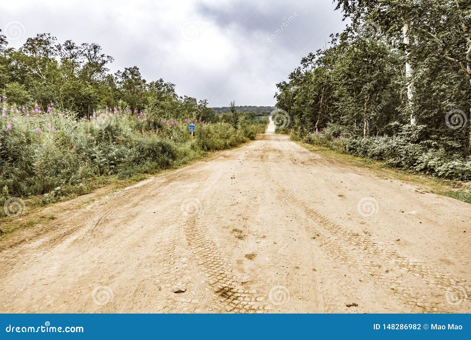Walkway Lane Path with Green Trees in Forest Stock Photo - Image of ...