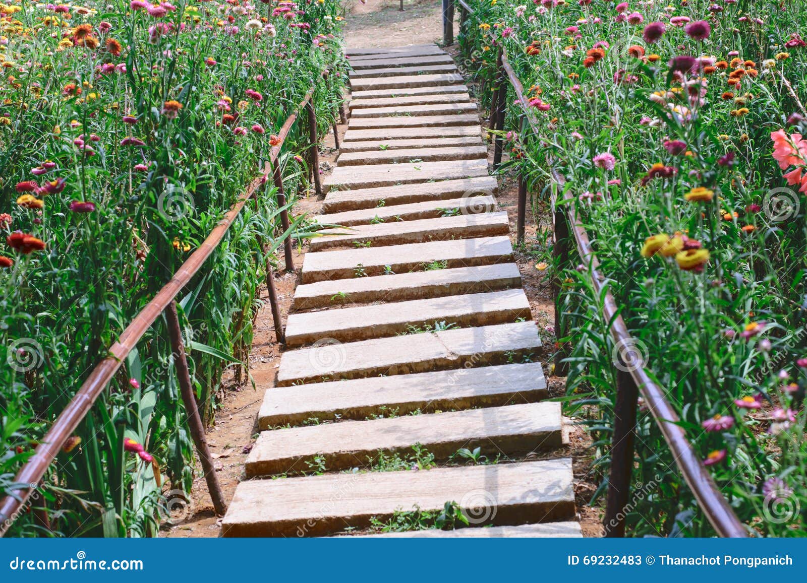 Walkway Lane Path with Green Trees Stock Image - Image of landscaping ...