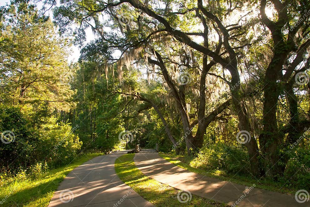 Walkway among Large Oak Trees Stock Image - Image of road, footpath ...