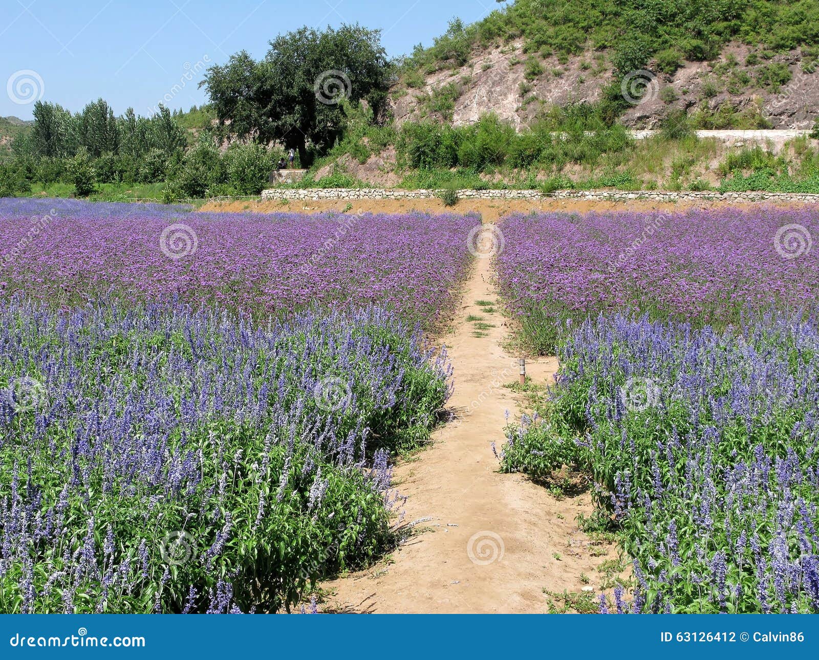 The Walkway in the Lavender Garden Stock Photo - Image of aromatherapy ...