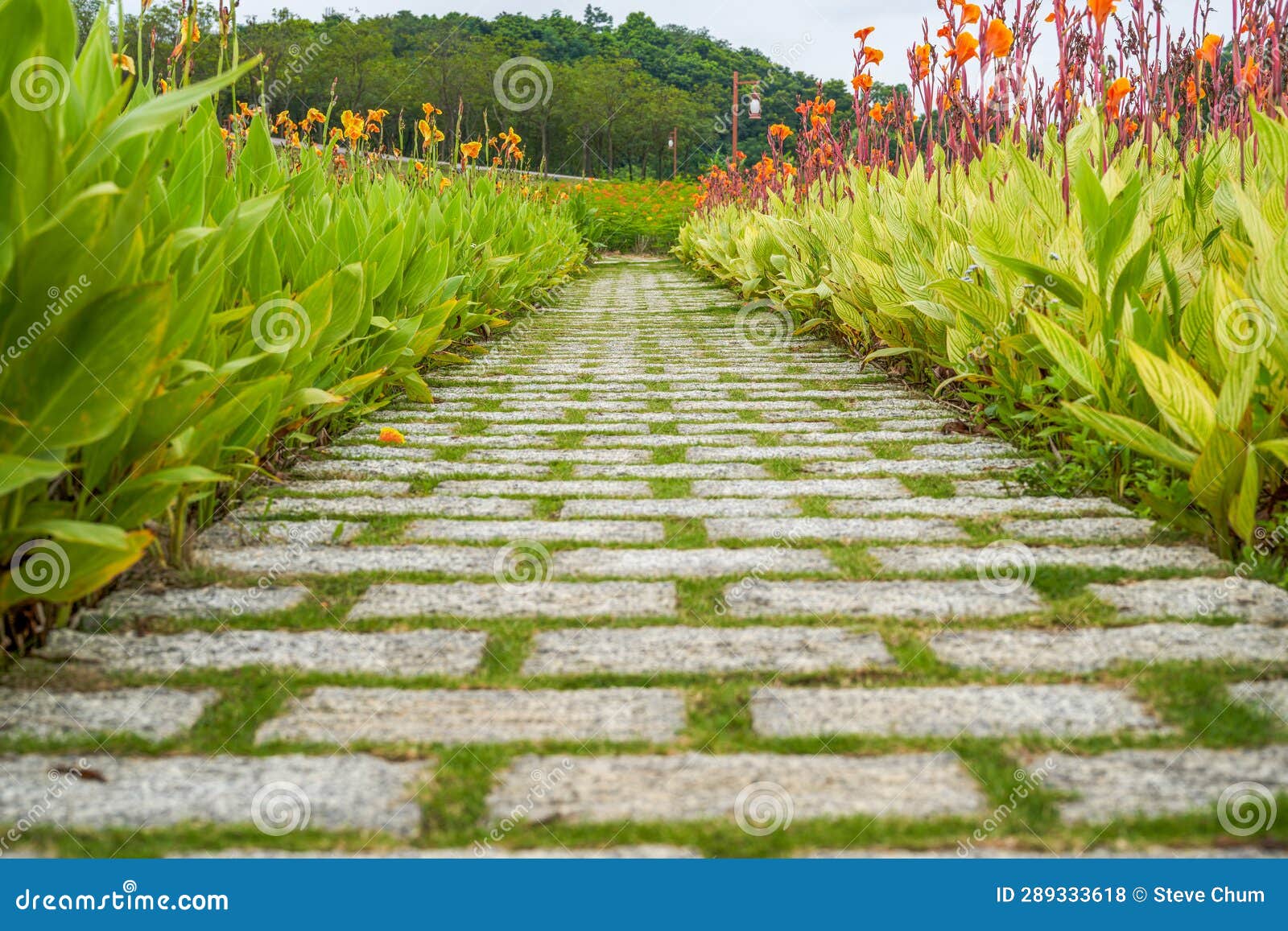 A Walkway Lined with Canna in the Park Stock Photo - Image of greenery ...