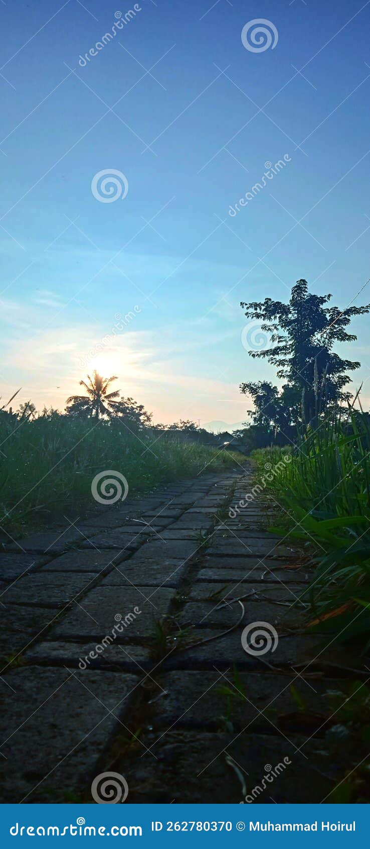 Walkway on a Lonely Morning Stock Photo - Image of sunlight, ricefield ...