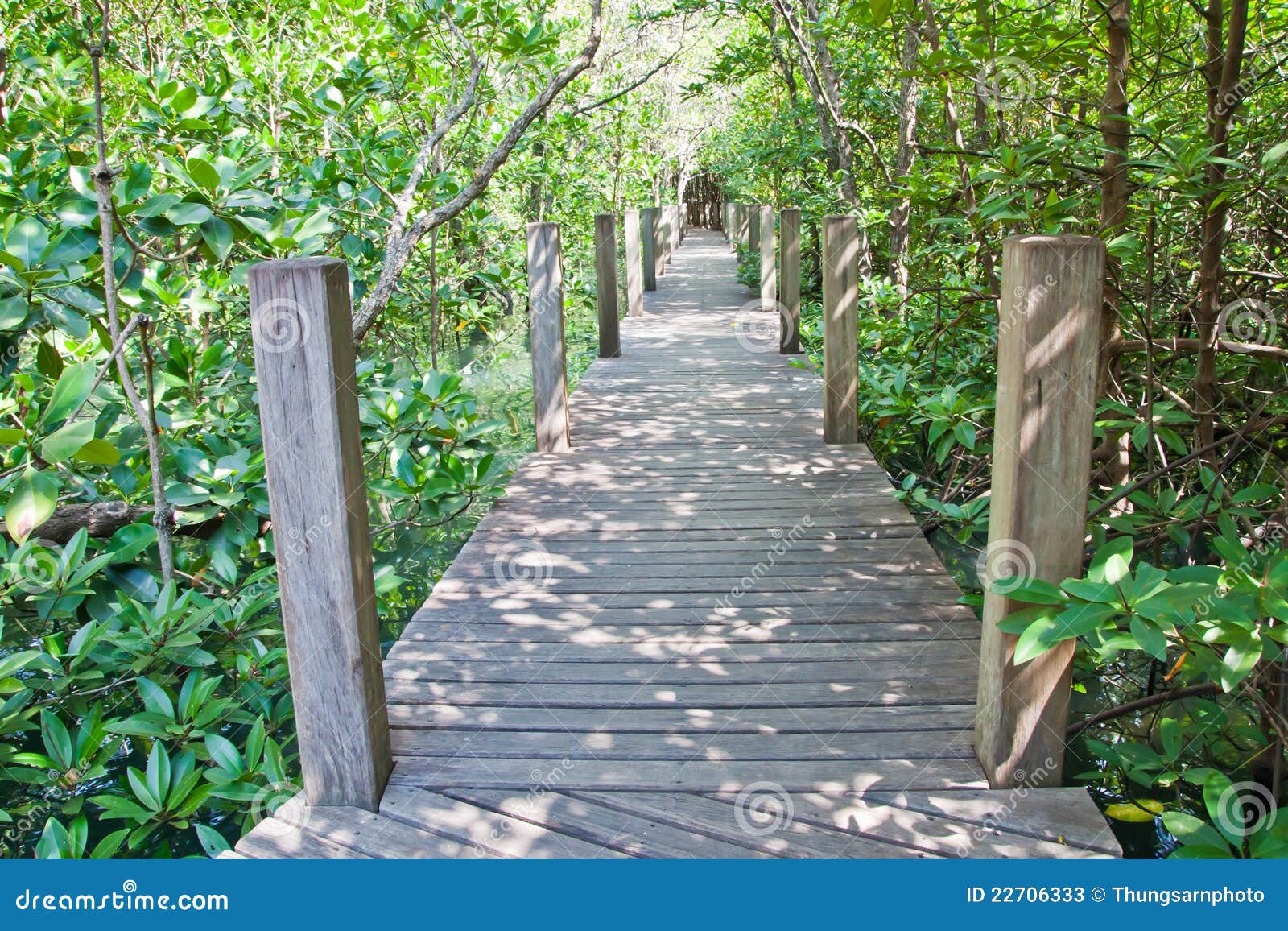 Walkway in mangrove forest stock image. Image of branch - 22706333