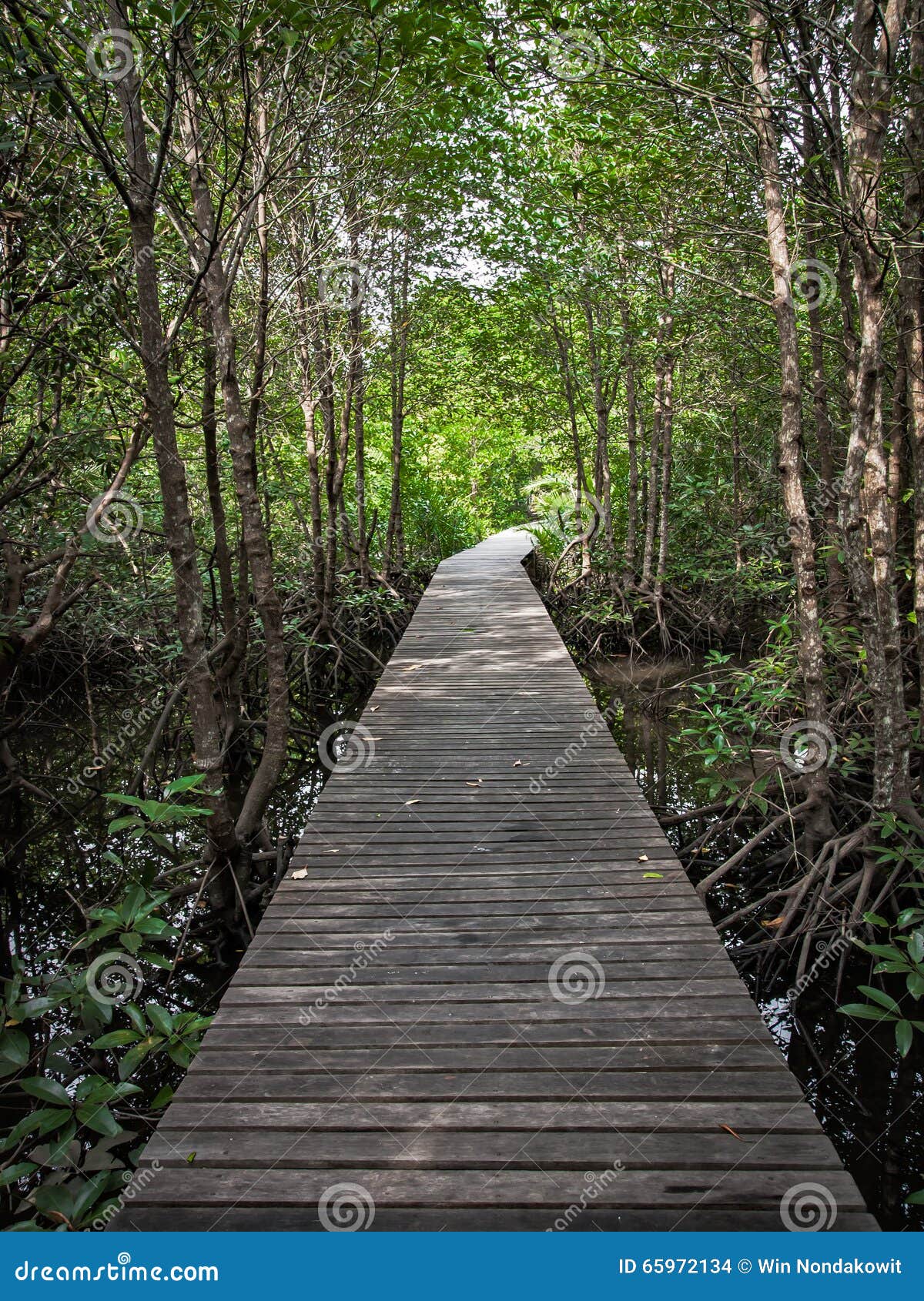 Walkway in mangrove forest stock photo. Image of path - 65972134