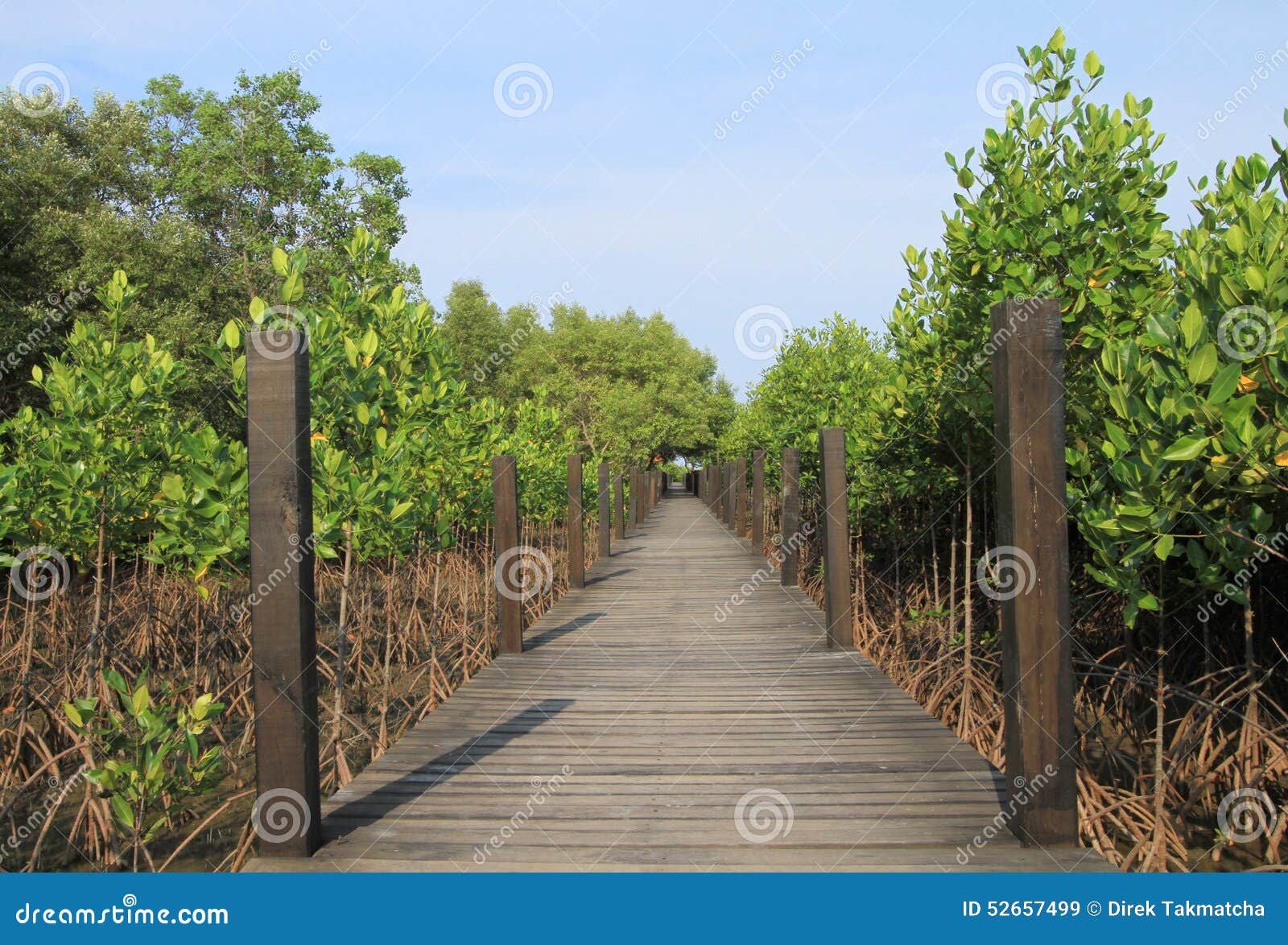 Walkway through Mangroves Forest Stock Image - Image of coastline ...