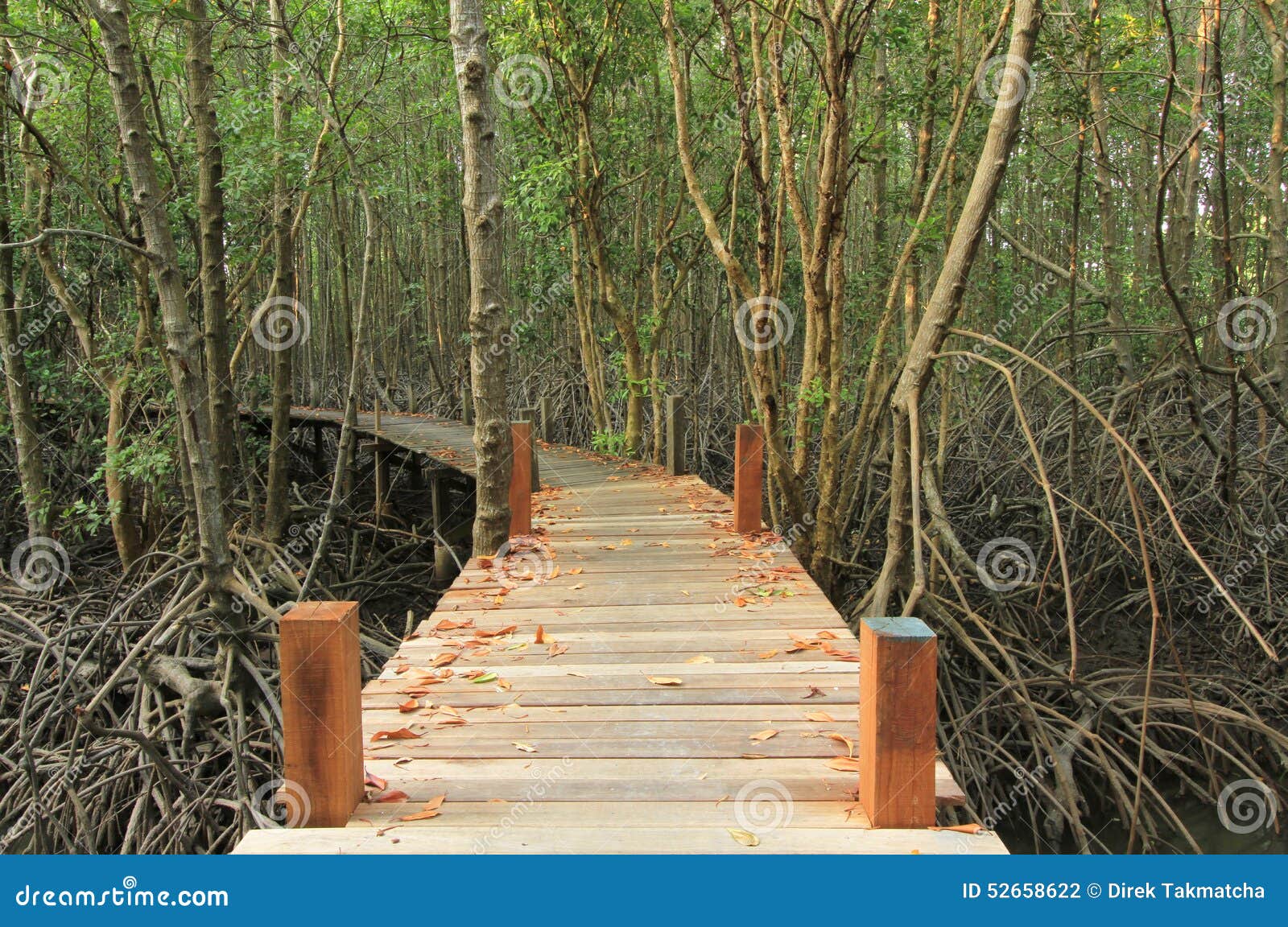 Walkway through Mangroves Forest Stock Photo - Image of exotic ...