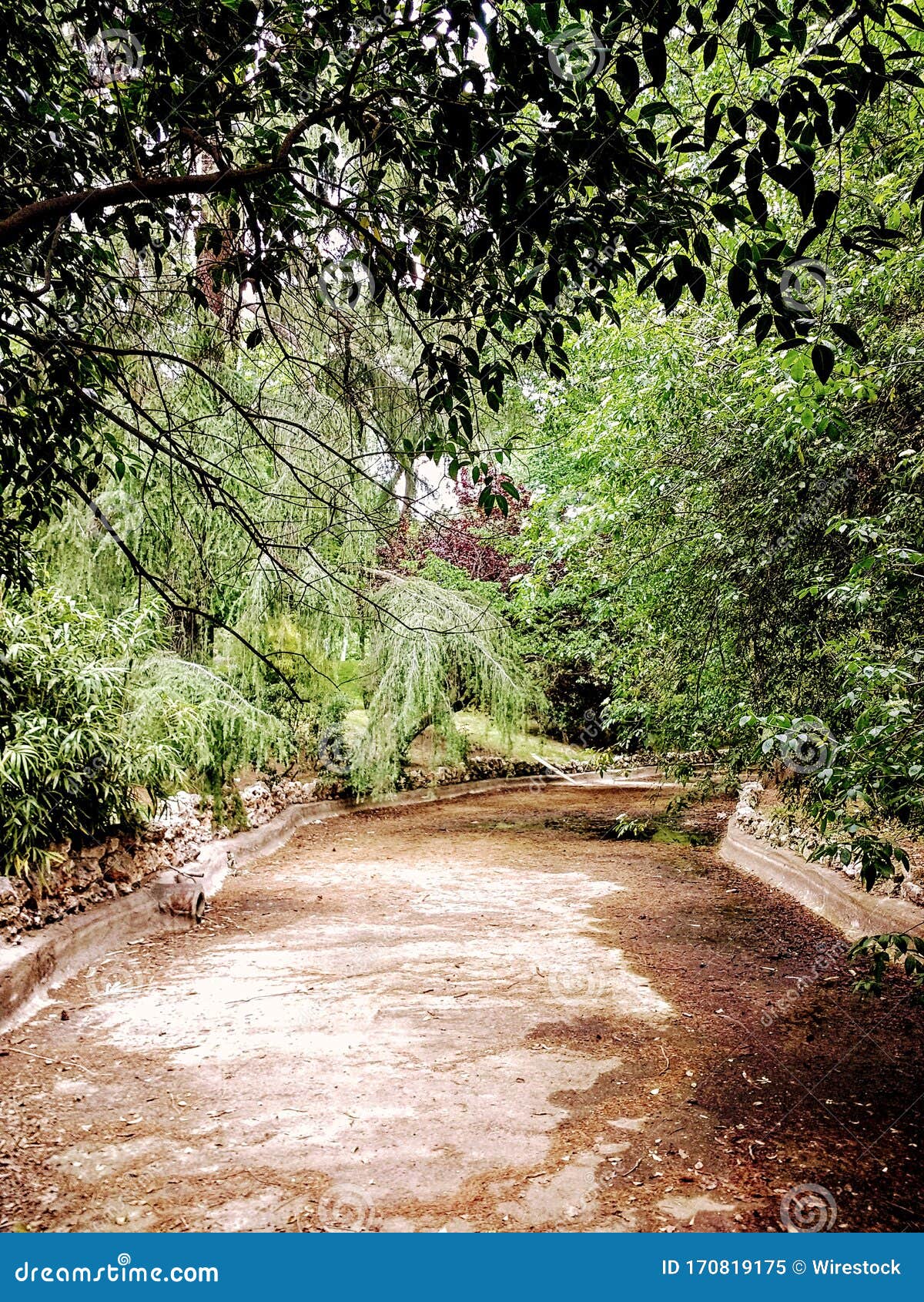 Walkway through Many Trees Around the Park during Daytime Stock Image ...