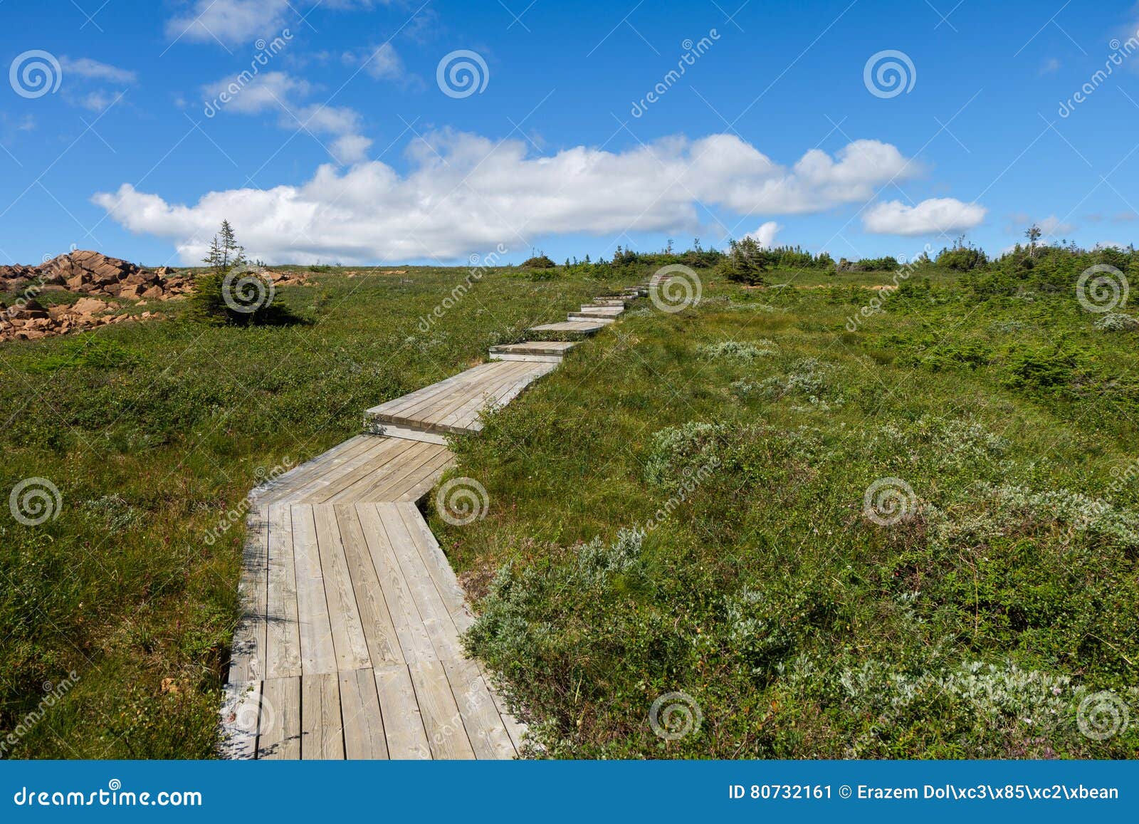 Walkway through a marsh. stock image. Image of walkway - 80732161