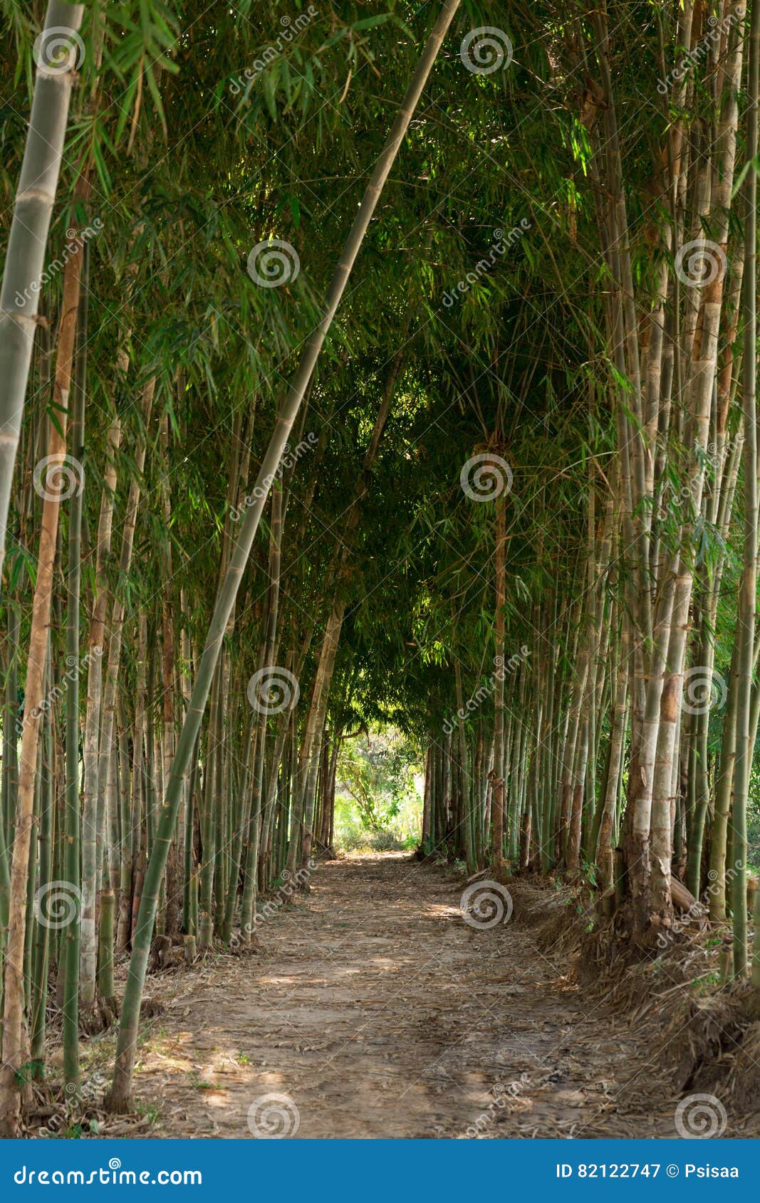 Walkway in Middle of Bamboo Tree Stock Image - Image of summer, light ...