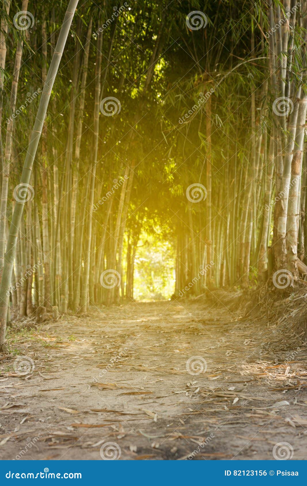 Walkway in Middle of Bamboo Tree Stock Photo - Image of path, park ...