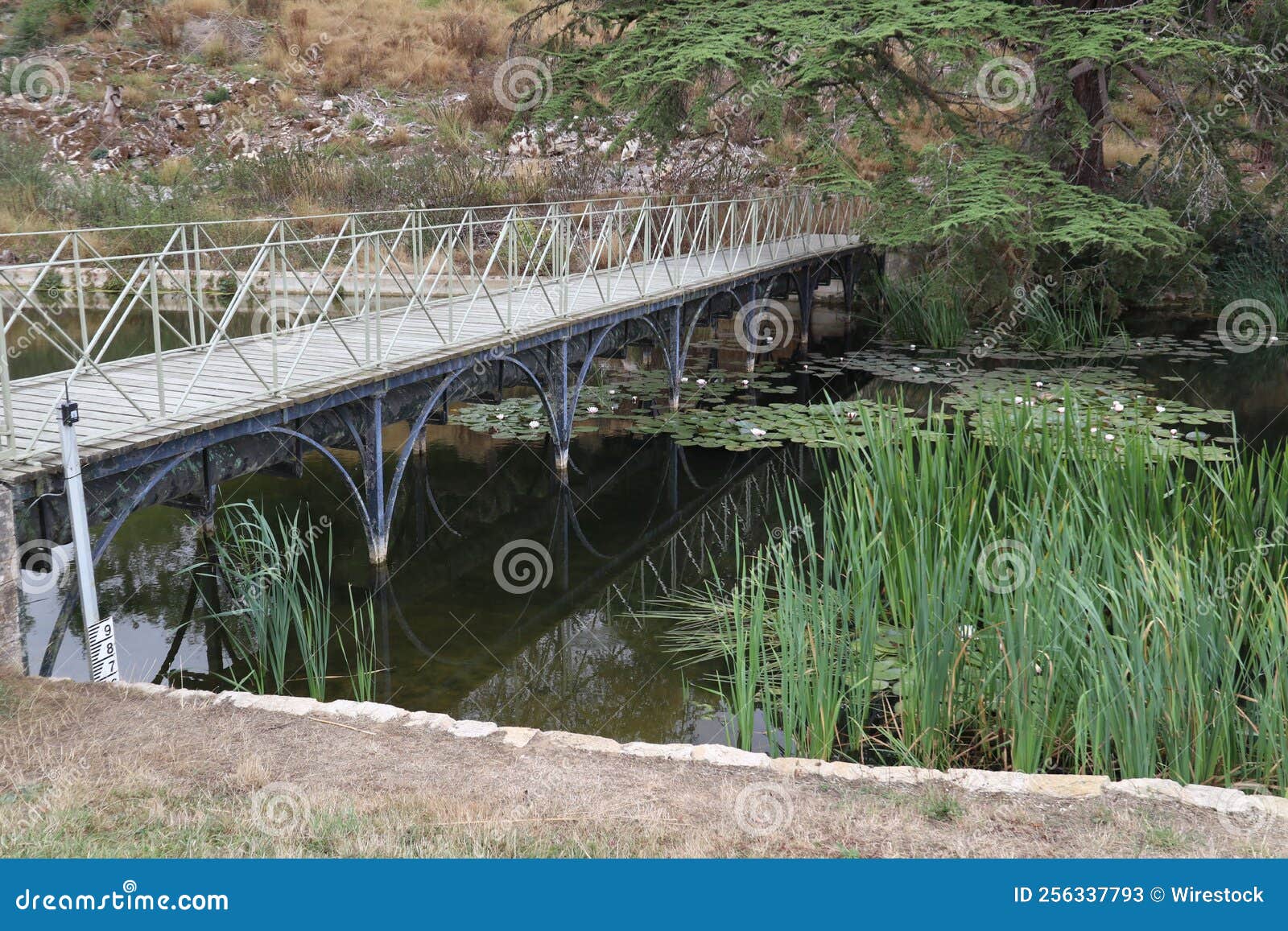 Walkway Over a River in a Park Stock Image - Image of trees, field ...