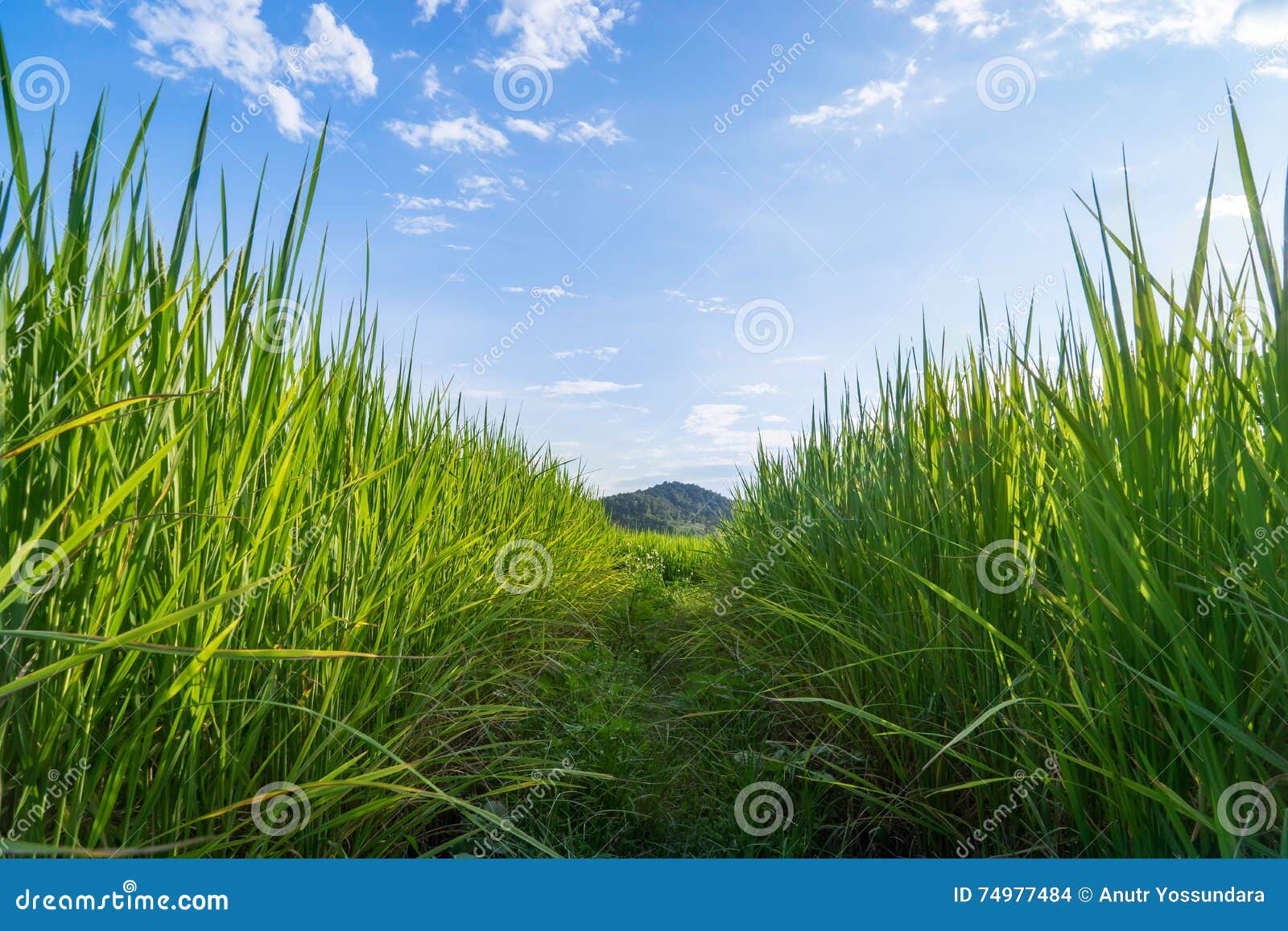 Walkway through a Paddy Field Stock Photo - Image of outdoor, nature ...