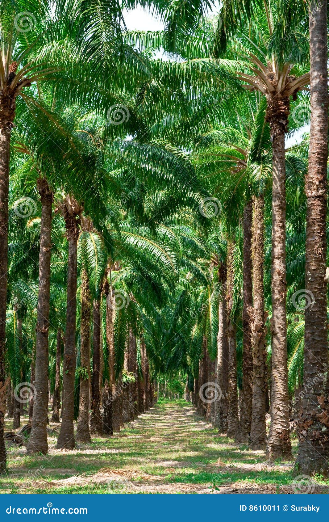 Walkway in Palm Tree Garden. Stock Image - Image of south, natural: 8610011