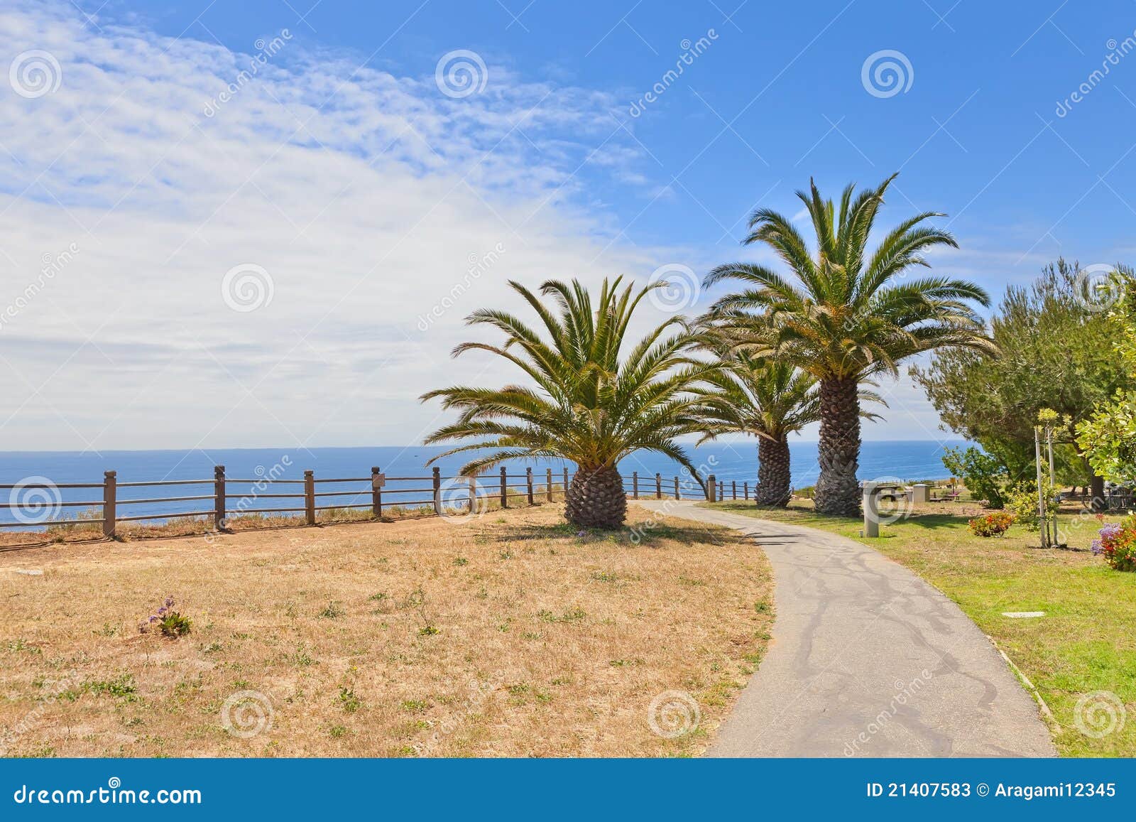 Walkway with palm trees stock image. Image of grass, stairs - 21407583