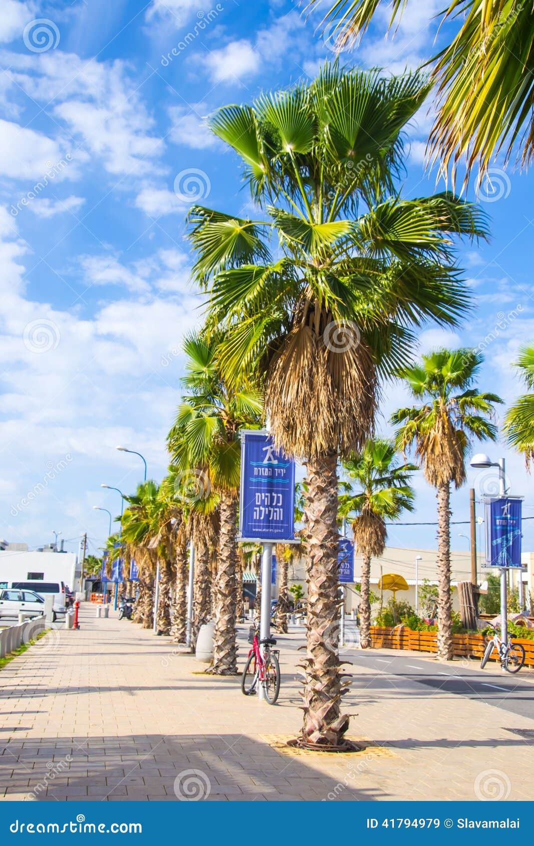 Walkway with palm trees editorial stock image. Image of garden - 41794979