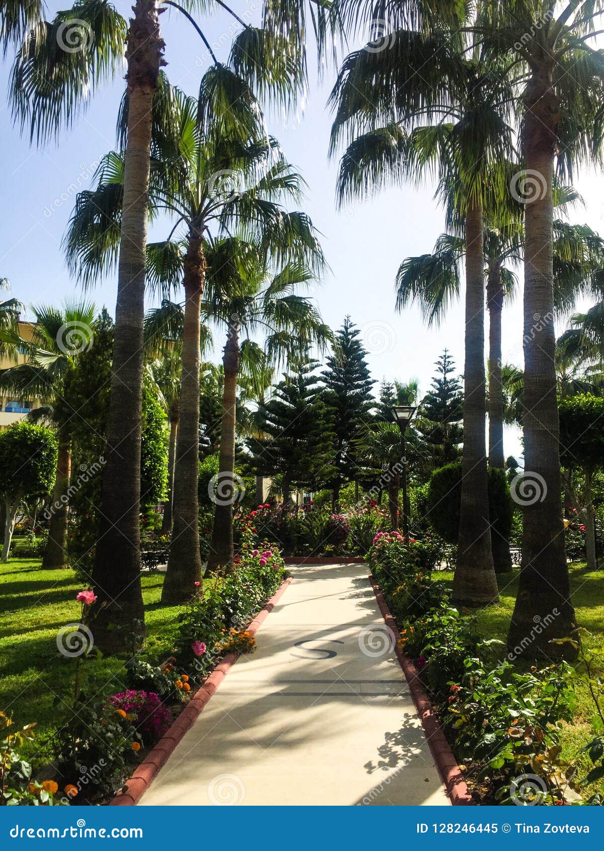Walkway and palms stock image. Image of road, palms - 128246445