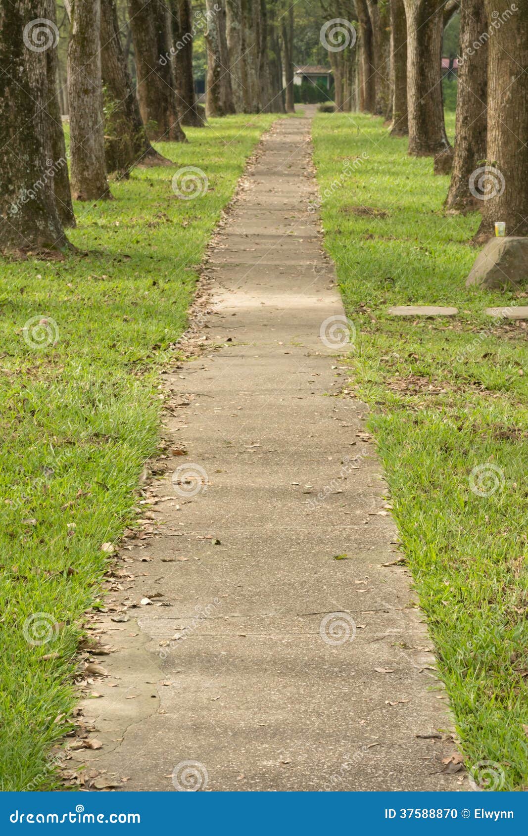 Walkway in Park stock photo. Image of relaxation, green - 37588870