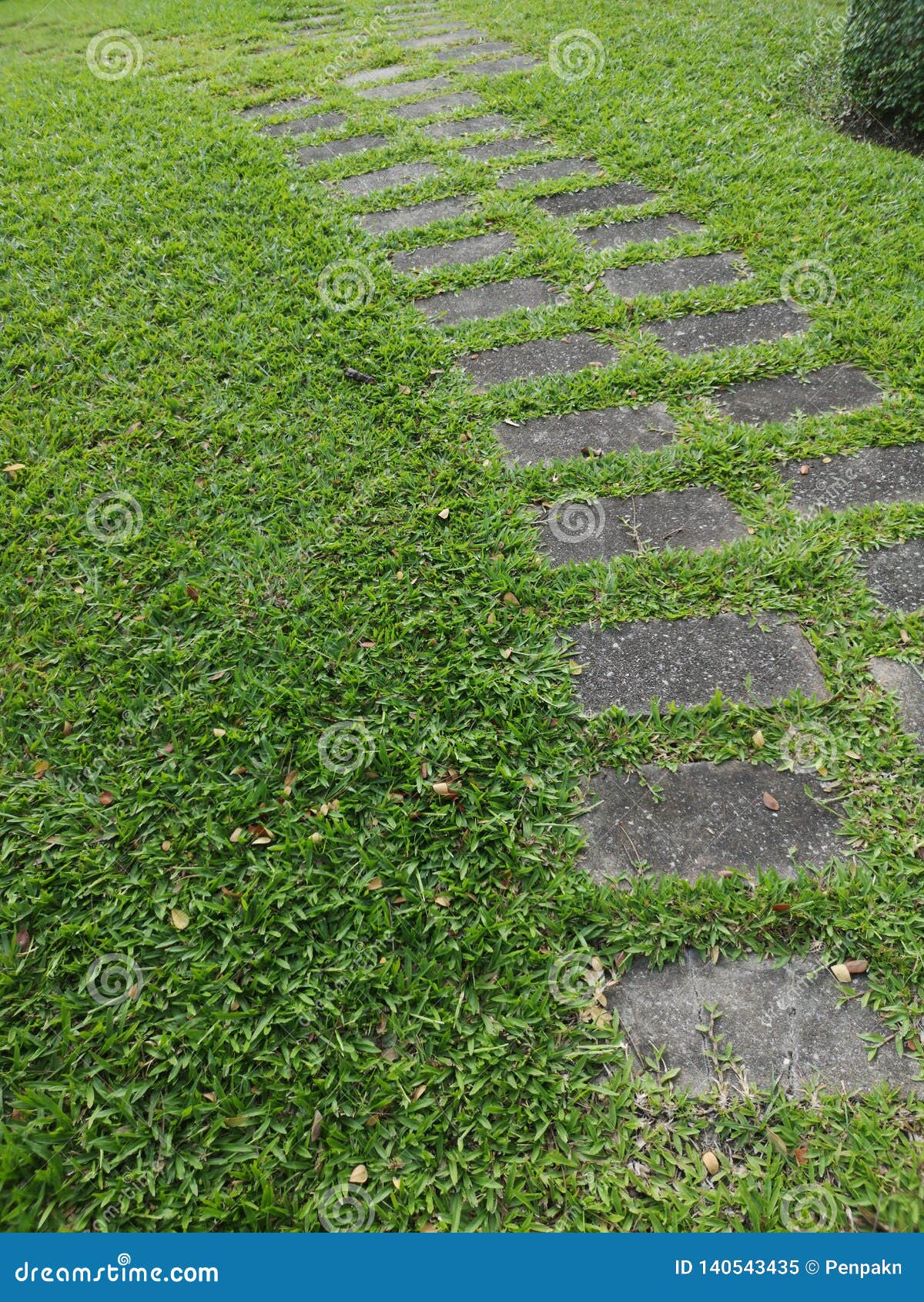 Walkway in the Park Cement Block Placed on the Grass Pattern Material ...