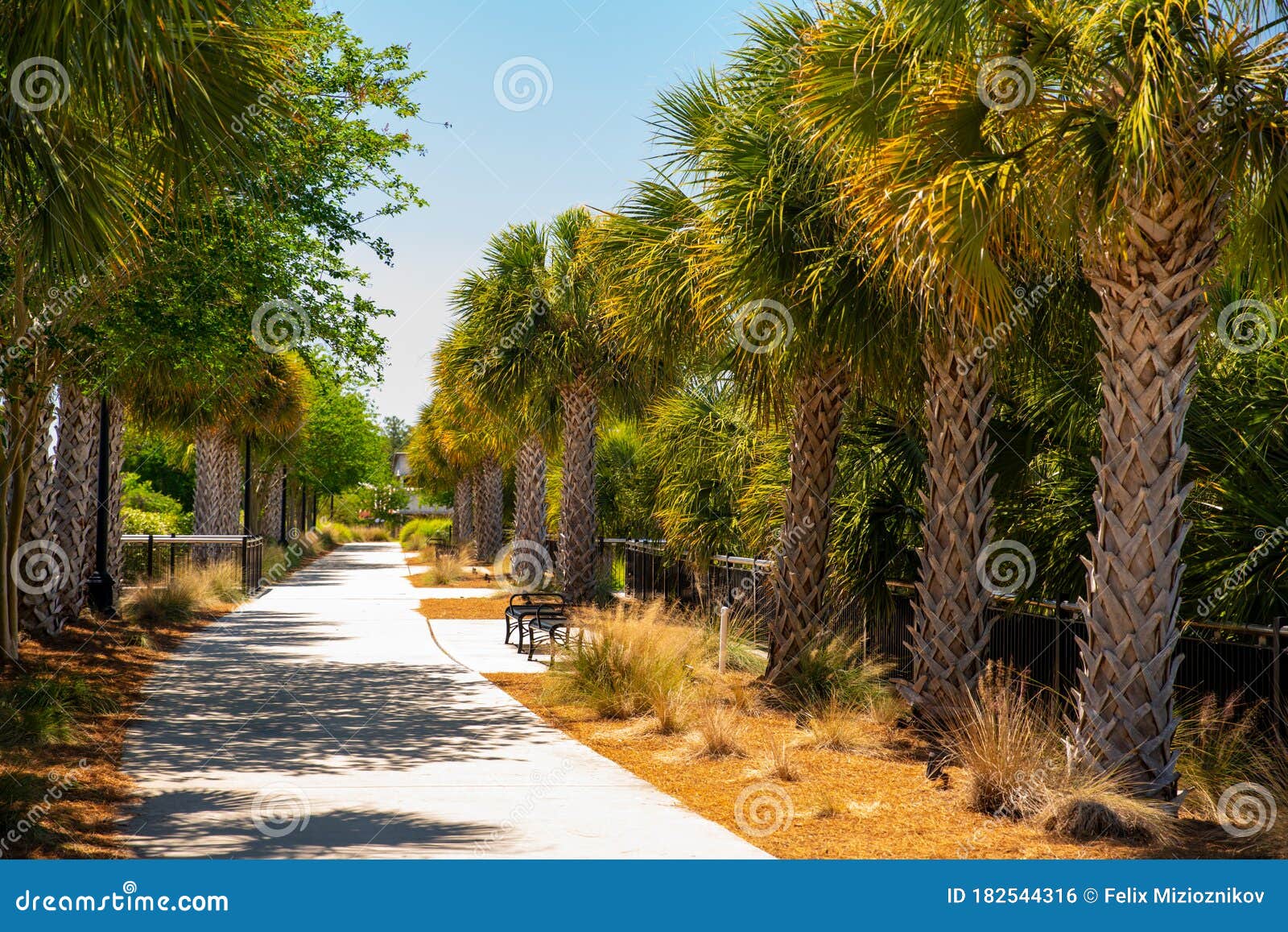 Walkway in the Park with Palm Trees Stock Photo - Image of pathway ...