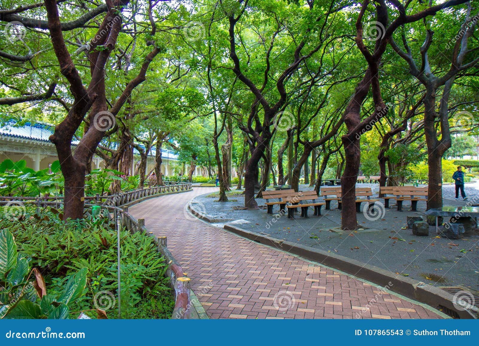 The Walkway Park with Shrubs and Green Lawns, Stock Image - Image of ...