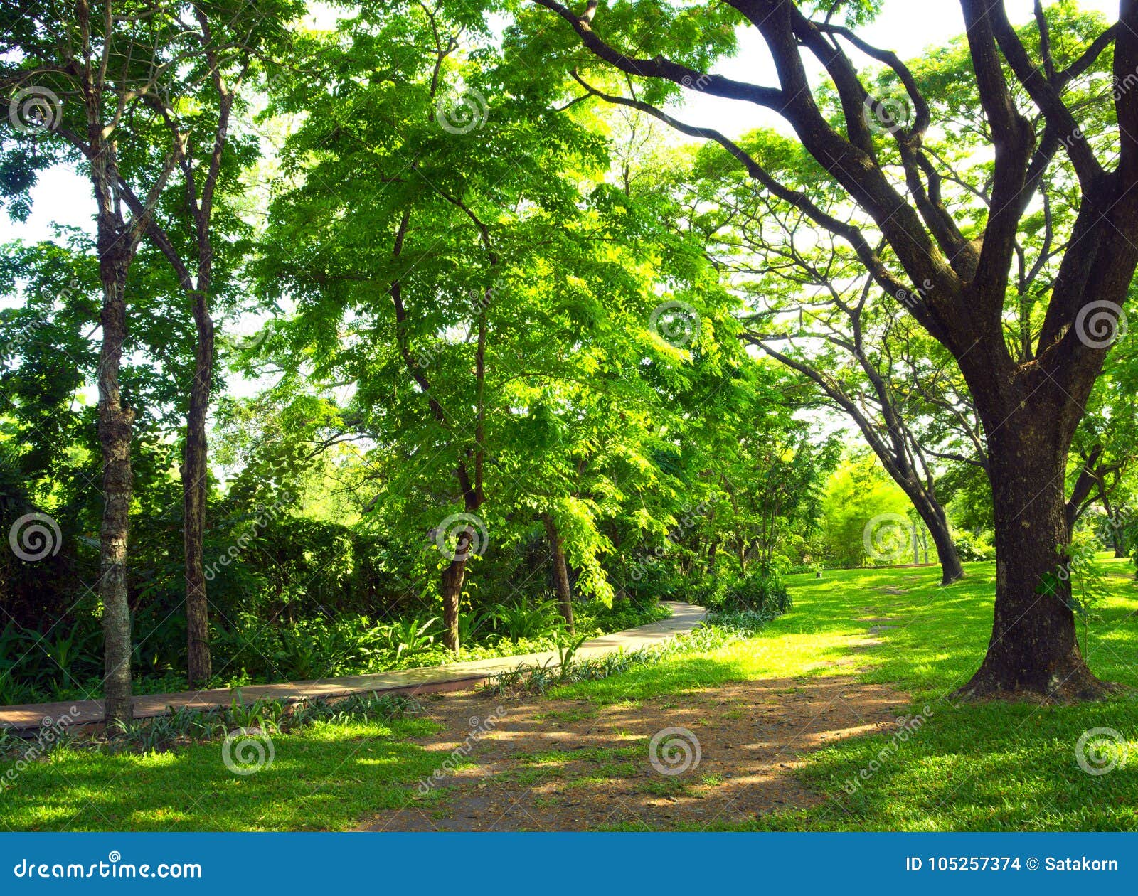 Walkway in the Park Under the Shade of Big Tree Stock Photo - Image of ...