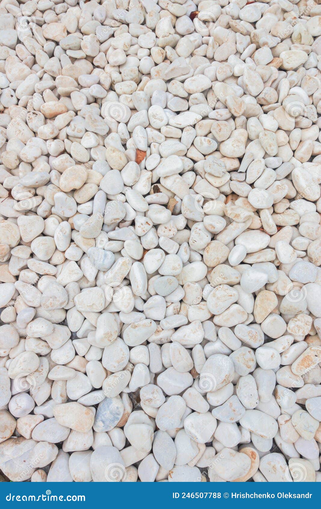 Walkway in the Park of White Gravel Stock Photo - Image of leaf, path ...