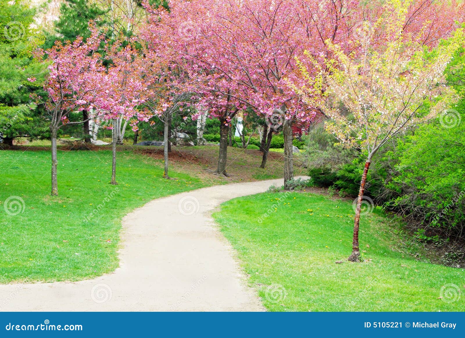 Walkway Path with Cherry Trees in Flower Stock Image - Image of ...