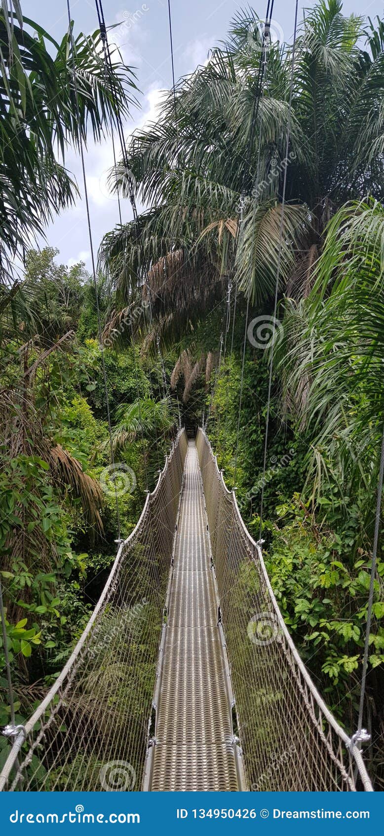 Walkway Path Leading into Jungle Stock Photo - Image of dense, path ...