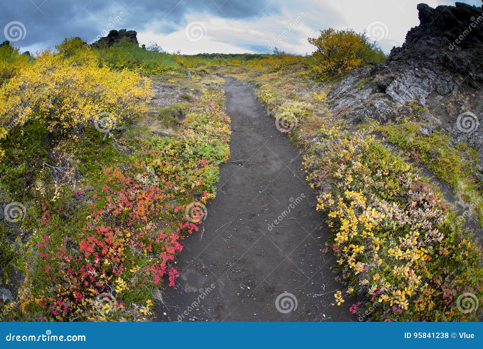 Walkway Path through Various Kinds of Vegetation and Shrubs Stock Photo ...