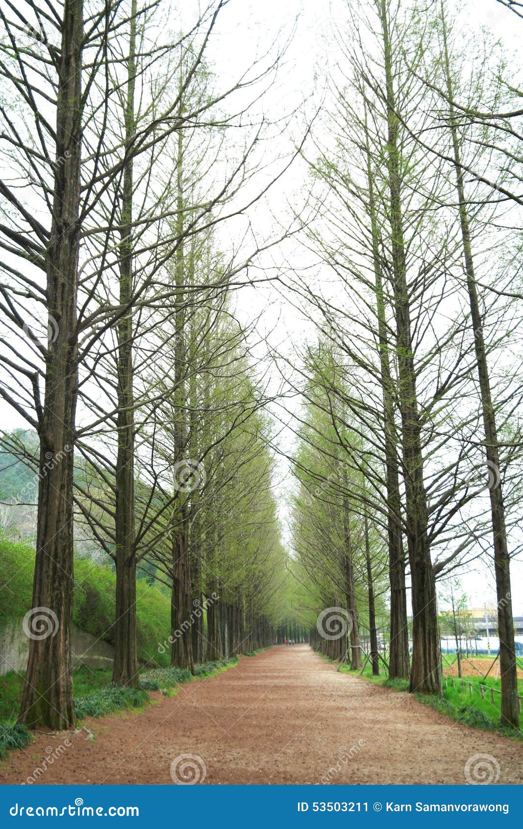Walkway with pine tree stock image. Image of green, tree - 53503211