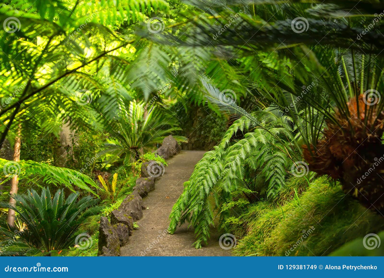 The Walkway among the Plants in a Tropical Garden Stock Image - Image ...