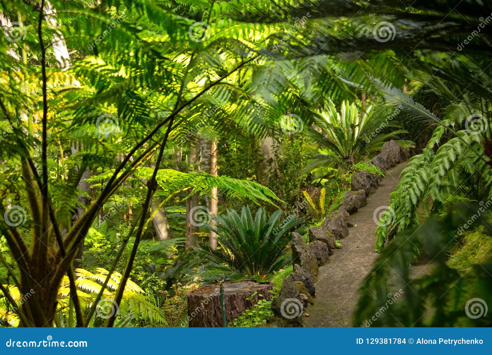 The Walkway among the Plants in a Tropical Garden Stock Photo - Image ...