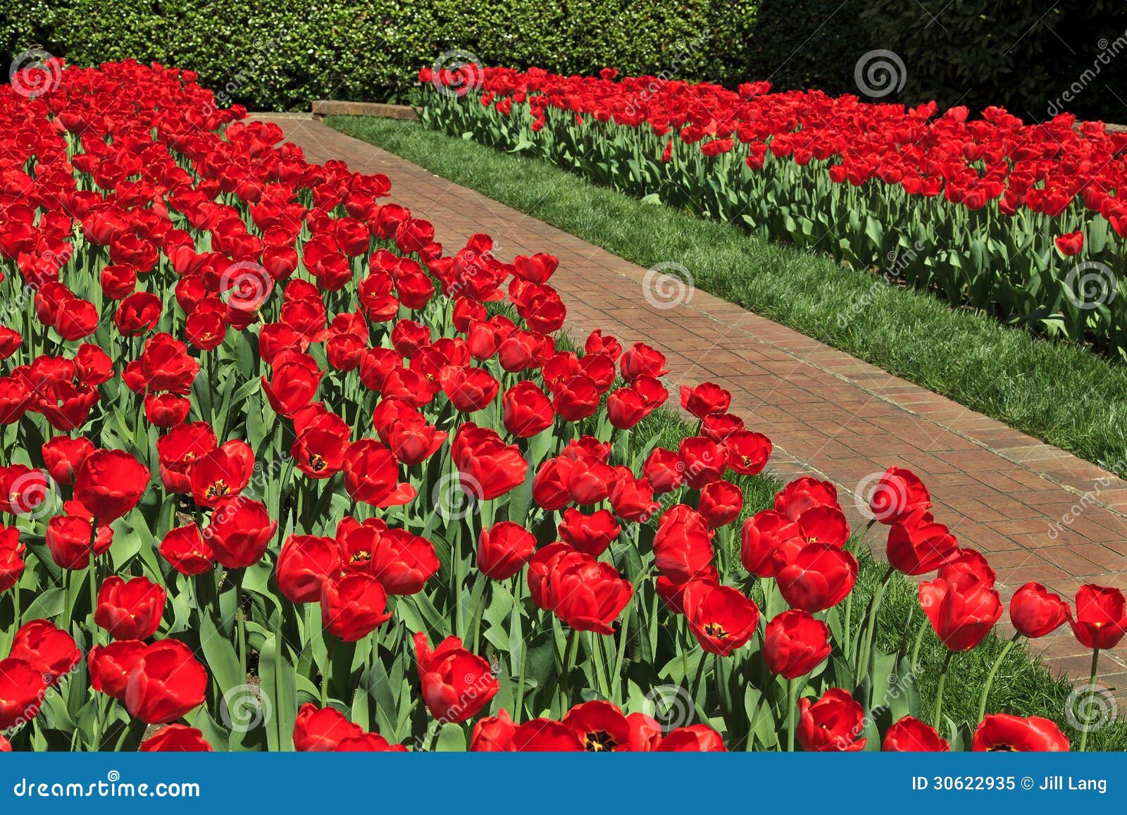 Walkway and Red Tulips stock image. Image of blooms, memorial - 30622935
