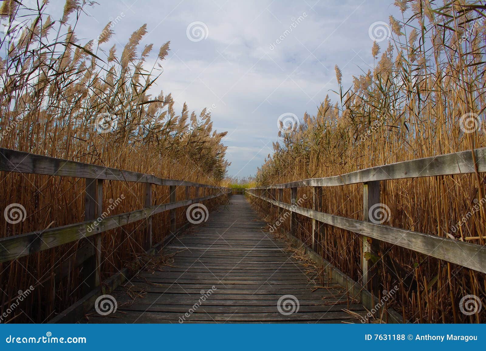 Walkway through reeds stock photo. Image of cloud, landscape - 7631188